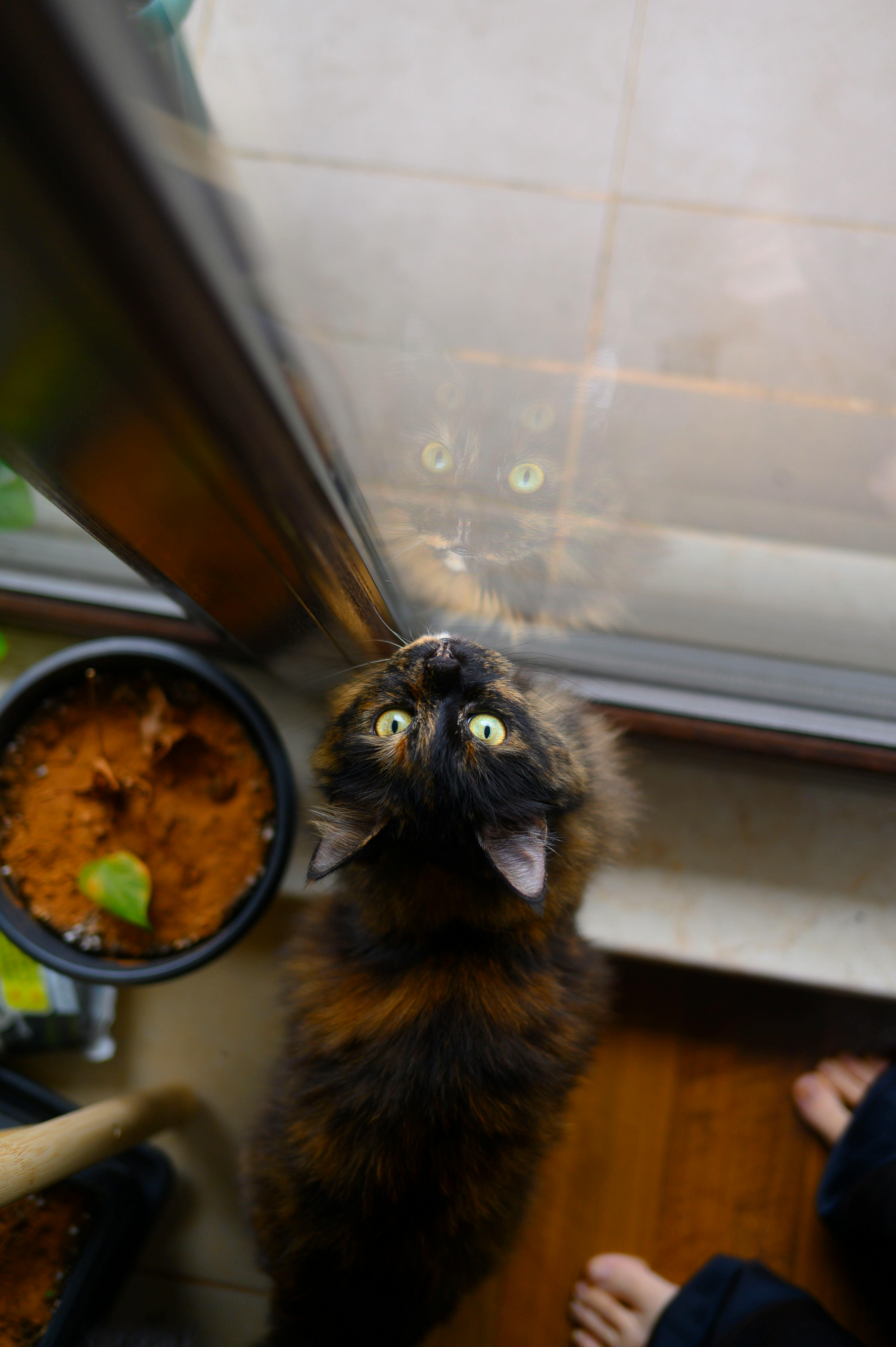 40.000+ Pinterest+bilder+kostenlos+kätzchen+kostenlos Bilder und Fotos ...