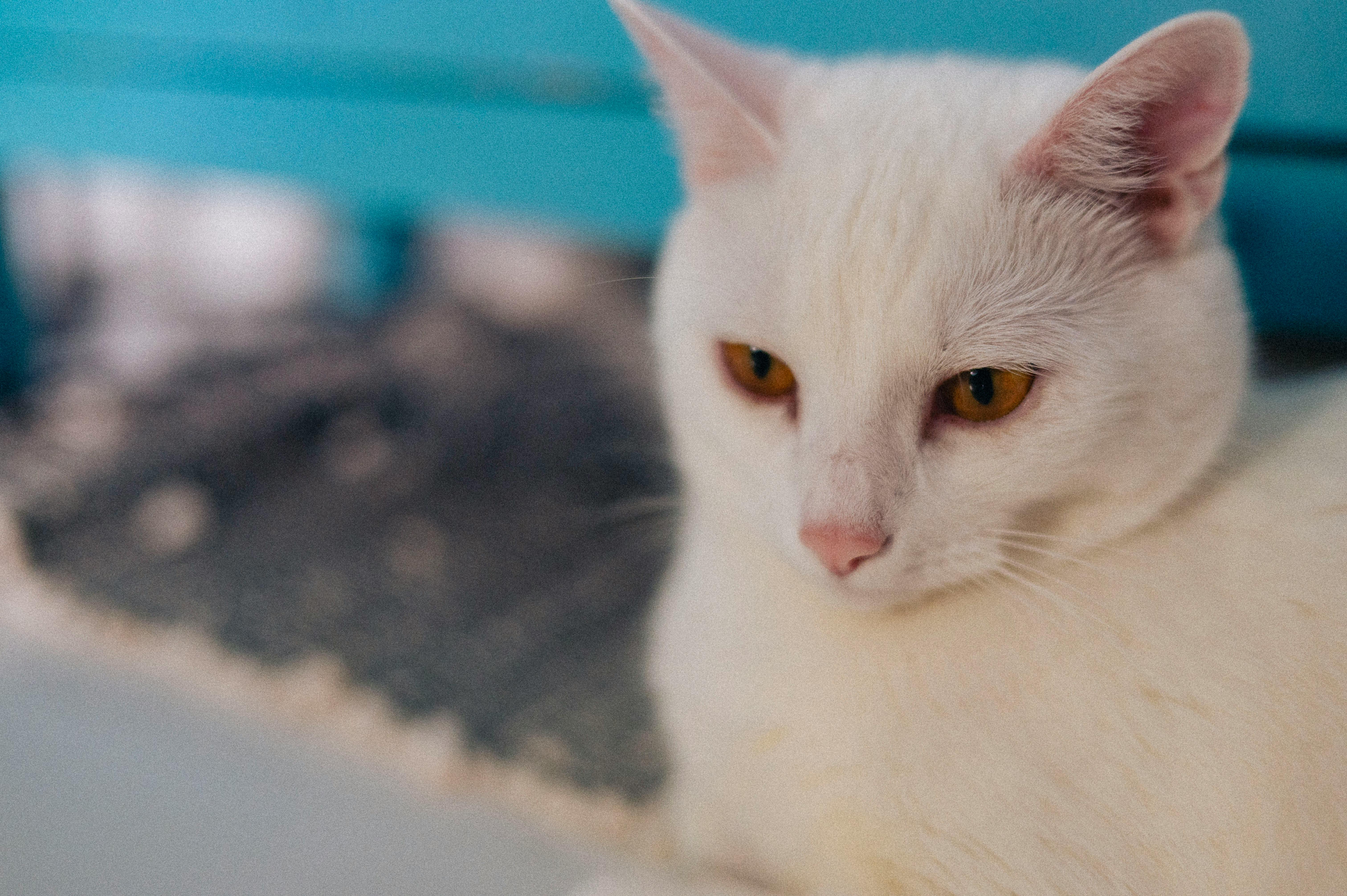 Cute+Nn+Jb+Girls Photos, Download The BEST Free Cute+Nn+Jb+Girls Stock ...