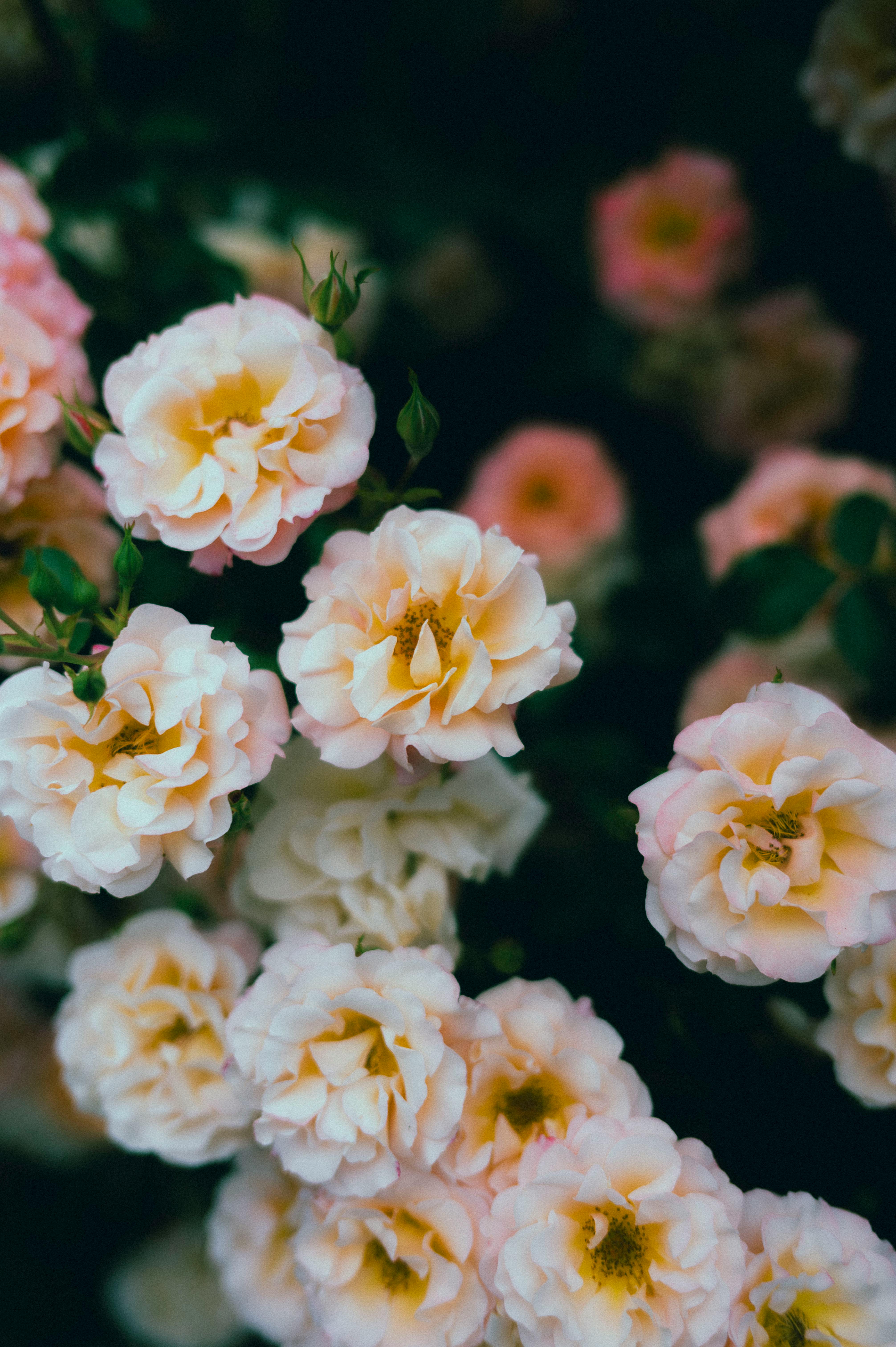 Full+Frontal+Vigina Photos, Download The BEST Free Full+Frontal+Vigina ...