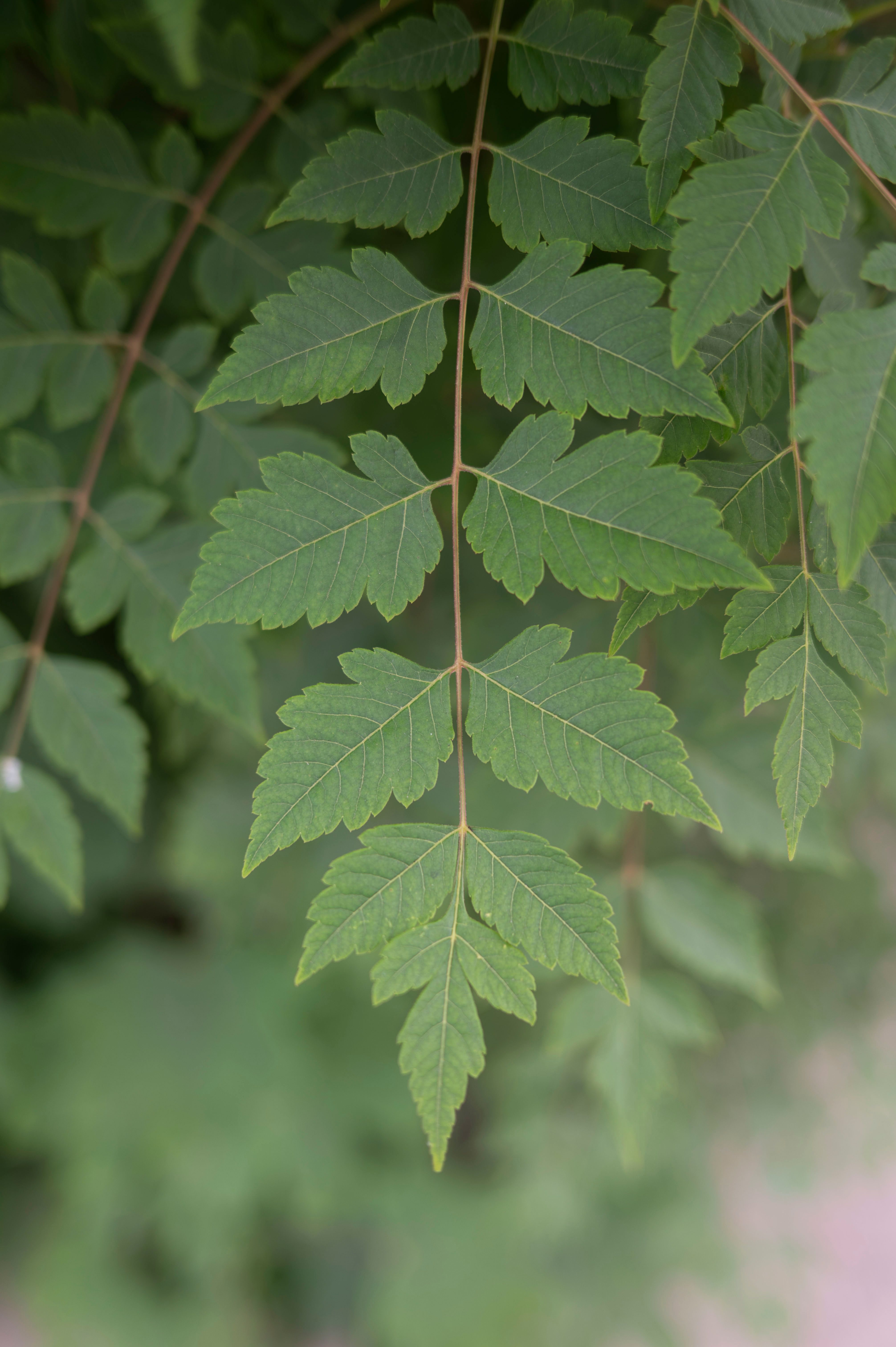 Close-up of Lush Green Neem Leaves in Nature · Free Stock Photo