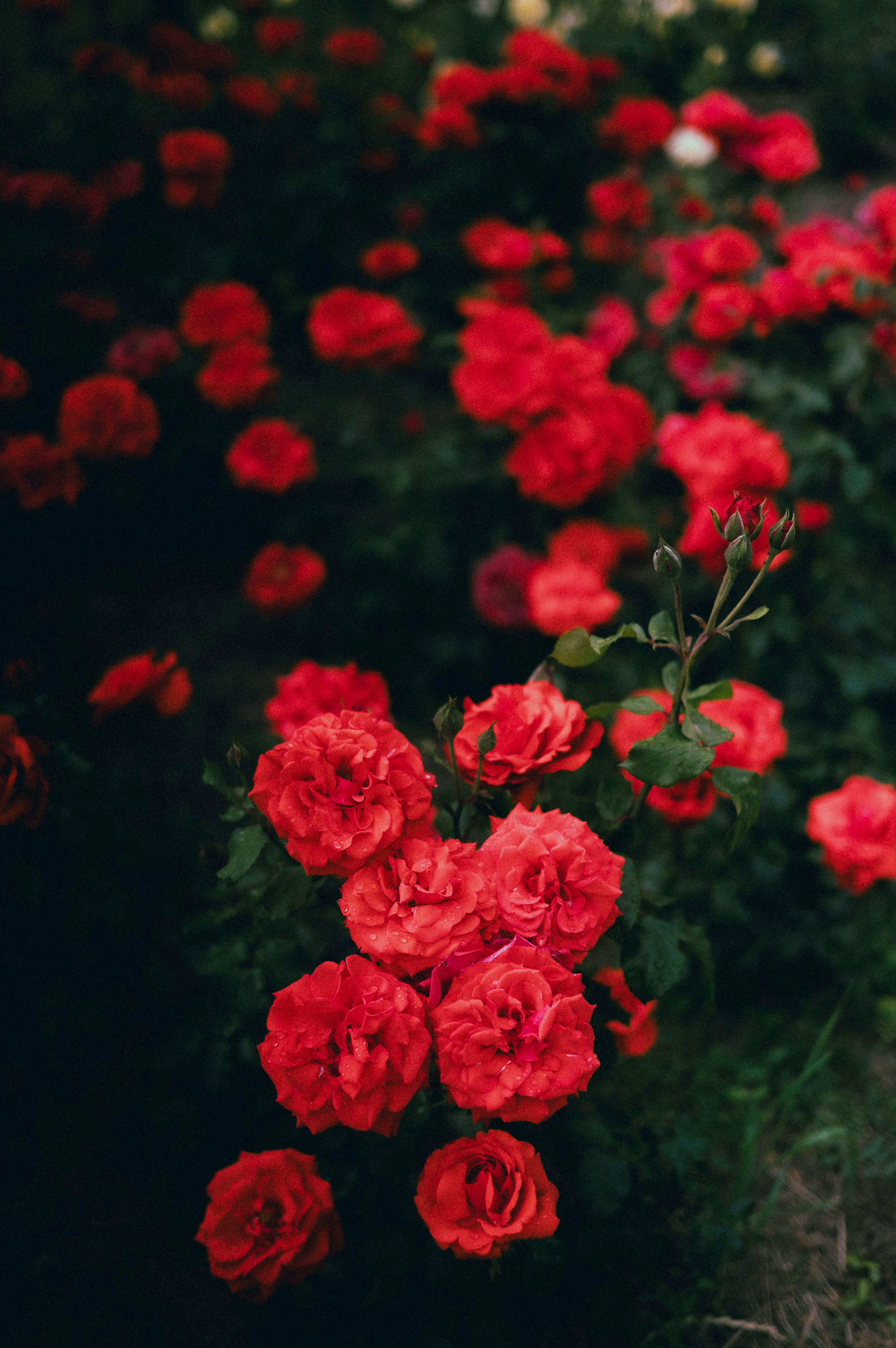 Flower+Deloverr Photos, Download The BEST Free Flower+Deloverr Stock ...