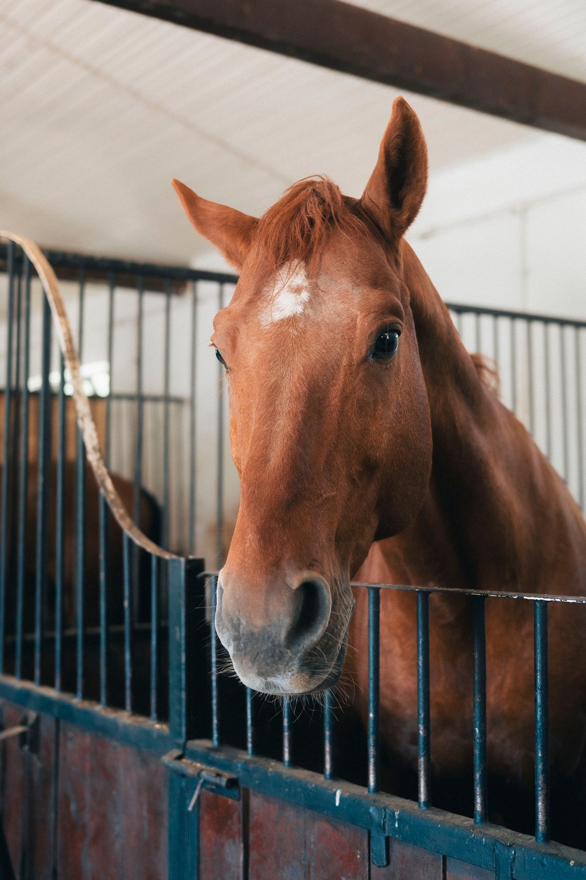 Horse Facing Forward Photos, Download The BEST Free Horse Facing ...