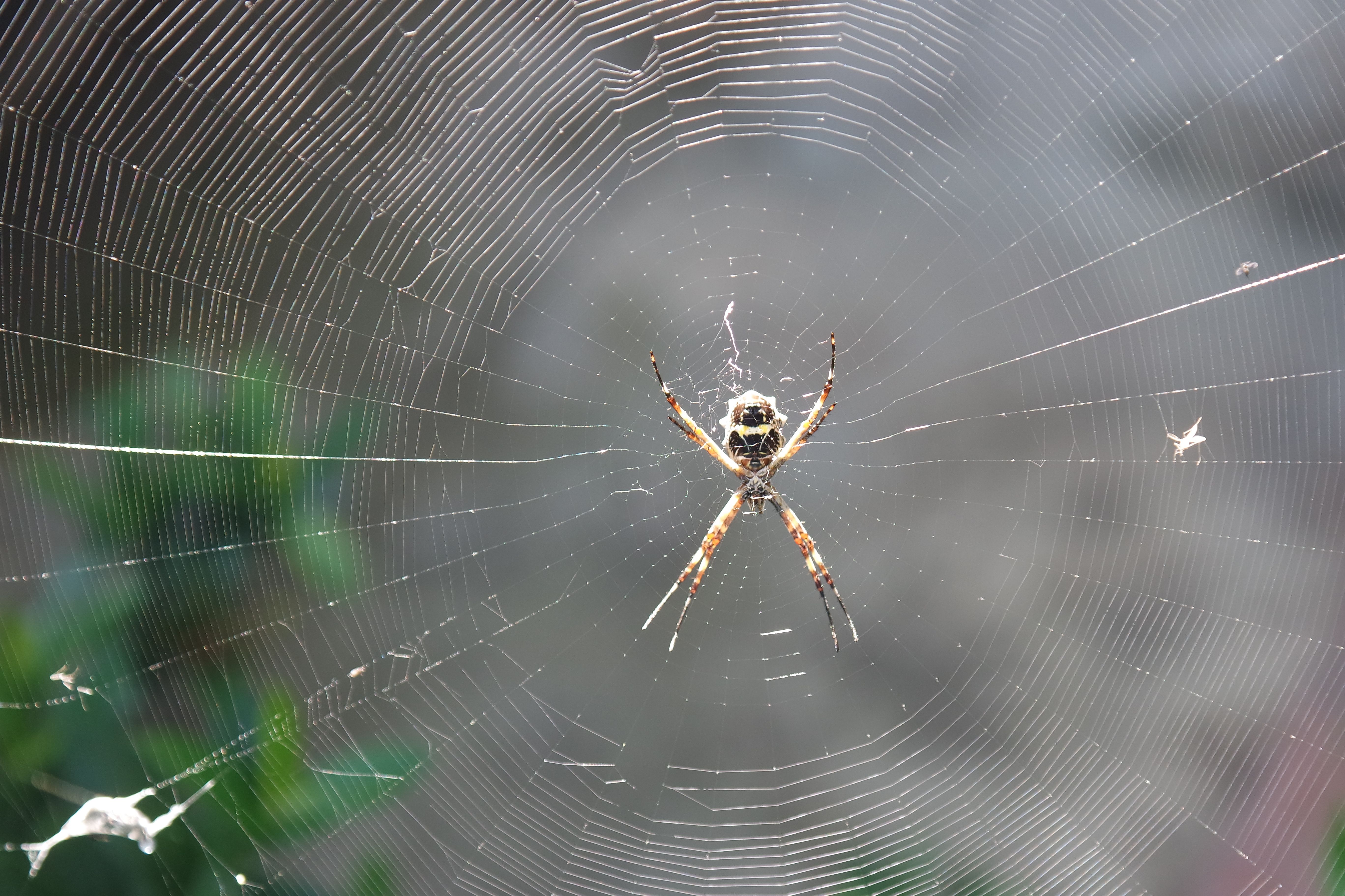 Scary Fce Photos, Download The BEST Free Scary Fce Stock Photos & HD Images