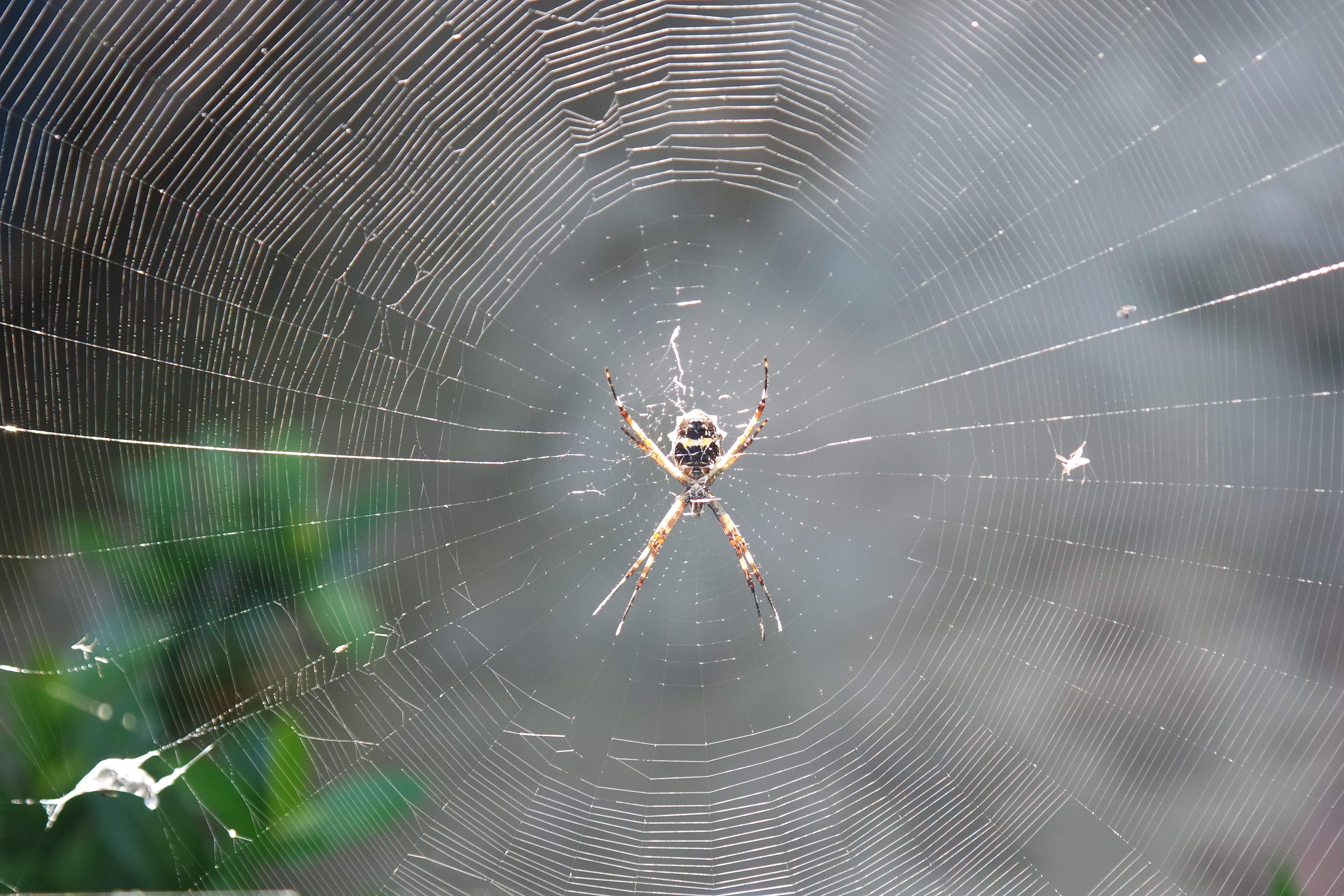 Spiders Build Webs Photos, Download The BEST Free Spiders Build Webs Stock Photos & HD Images