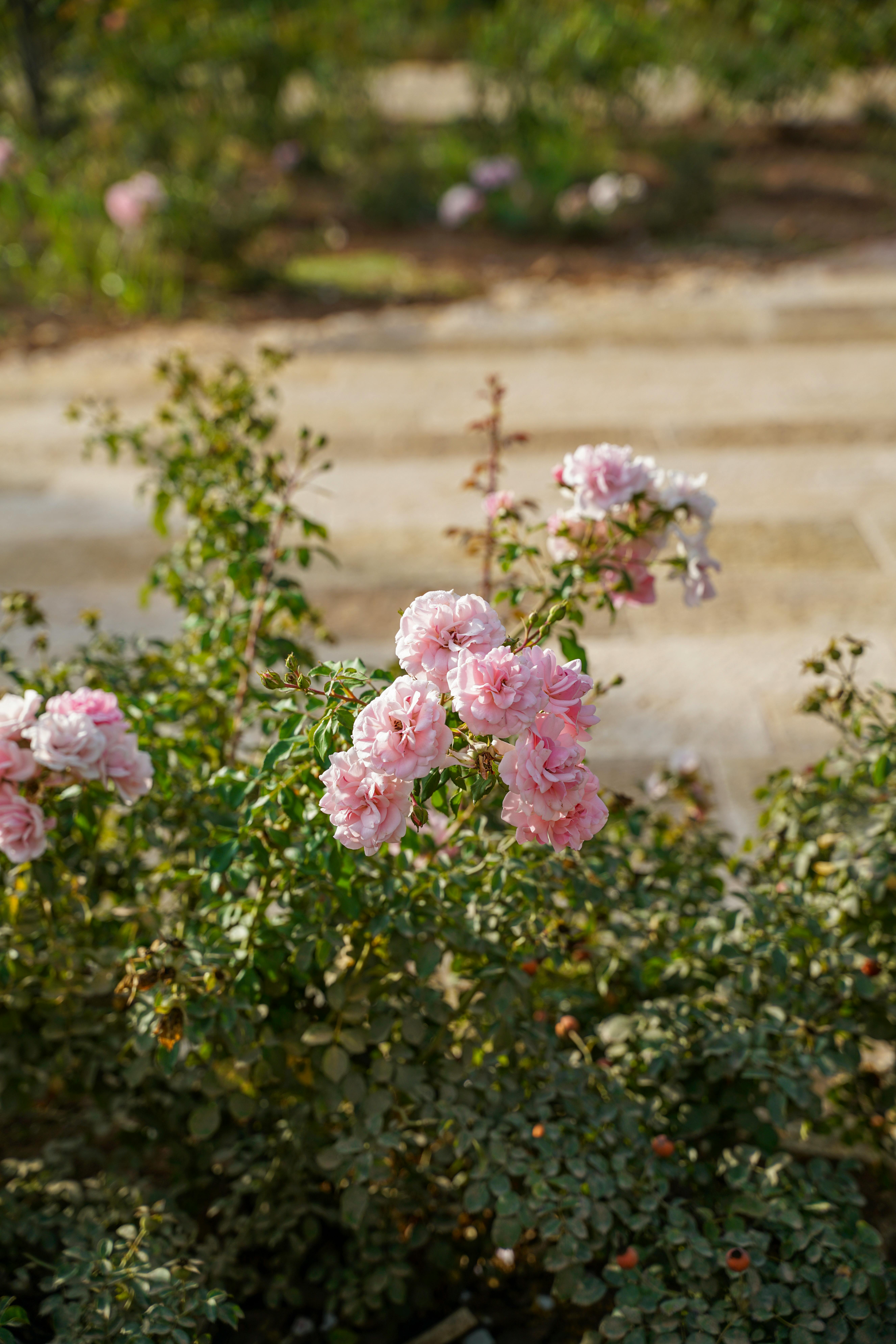 Blooming Pink Roses in Sunny Garden Pathway · Free Stock Photo