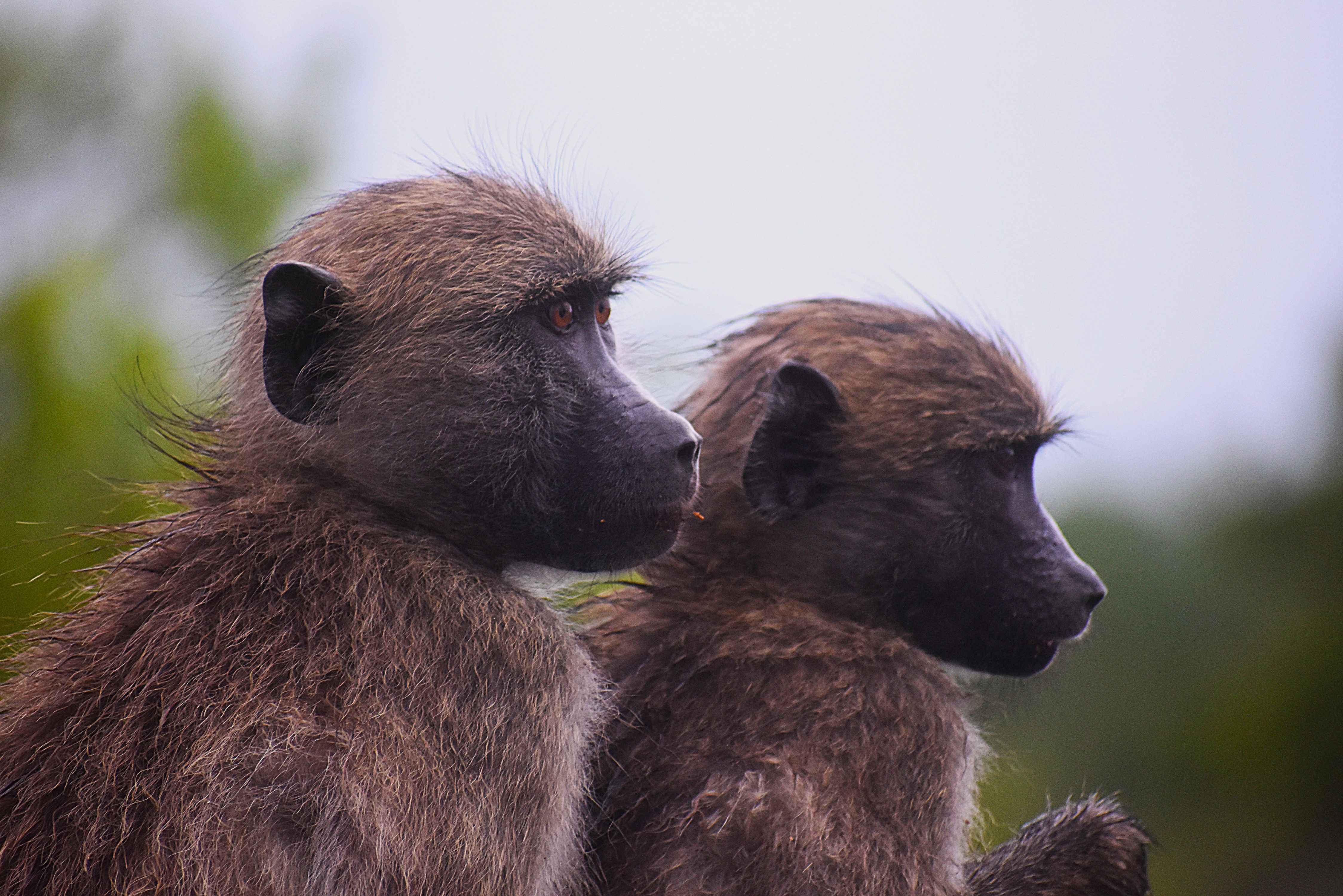 Baboon Photos, Download The BEST Free Baboon Stock Photos & HD Images
