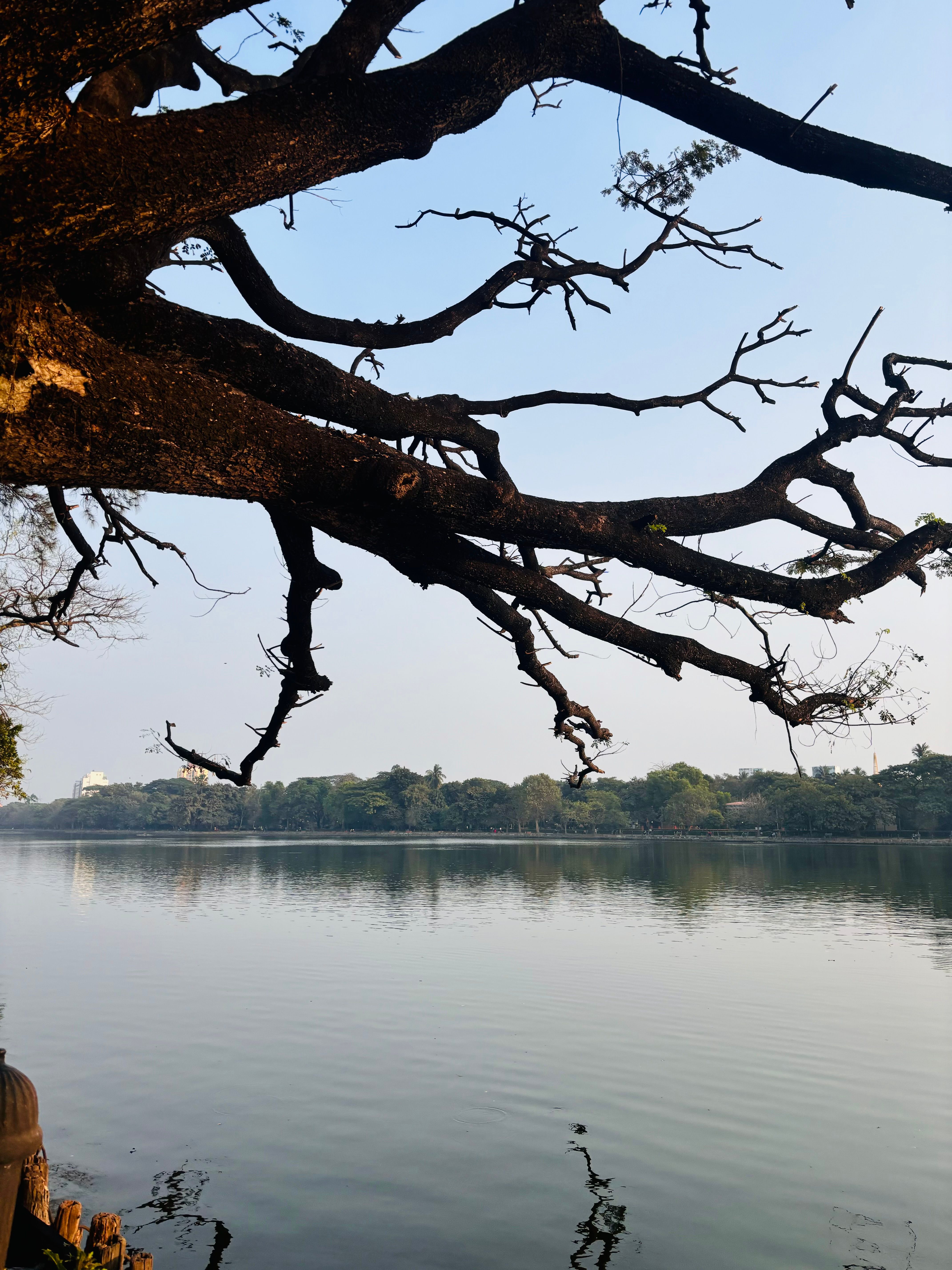 Serene Lake with Overhanging Tree Branches · Free Stock Photo