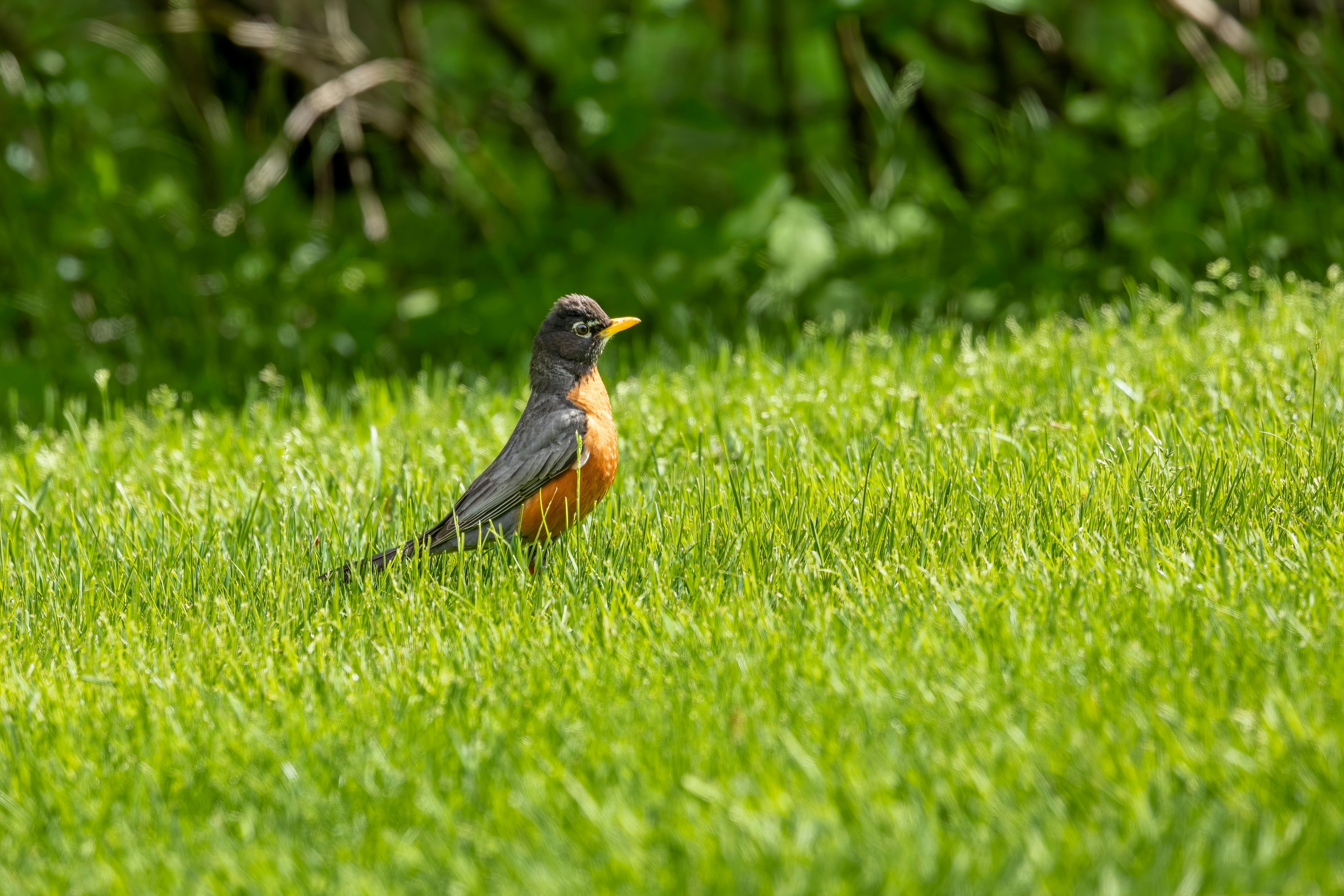 92,961+以上の無料Hd dh hd t wallpaper画像