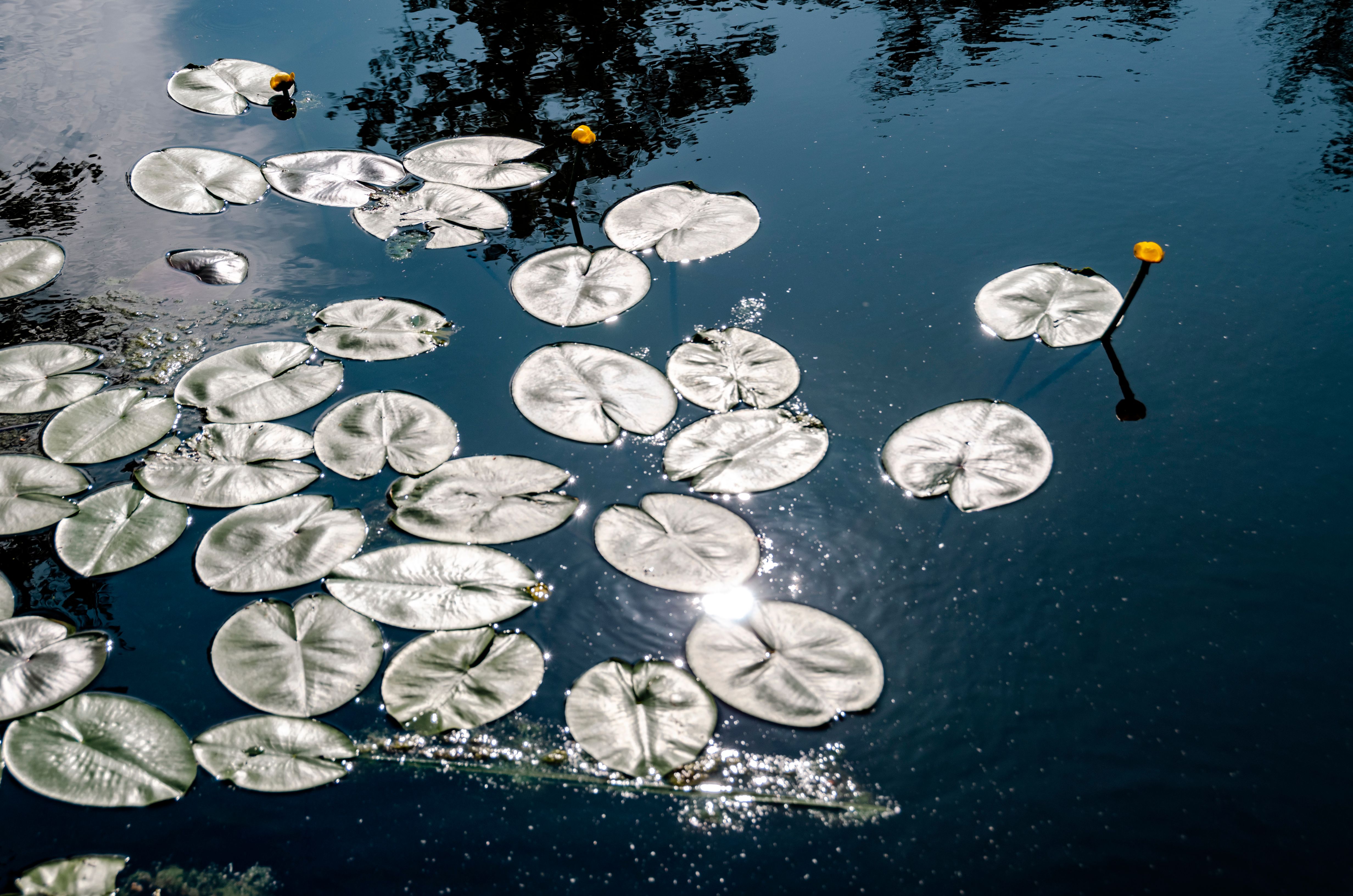 Serene Lily Pads Floating in Stockholm Pond · Free Stock Photo