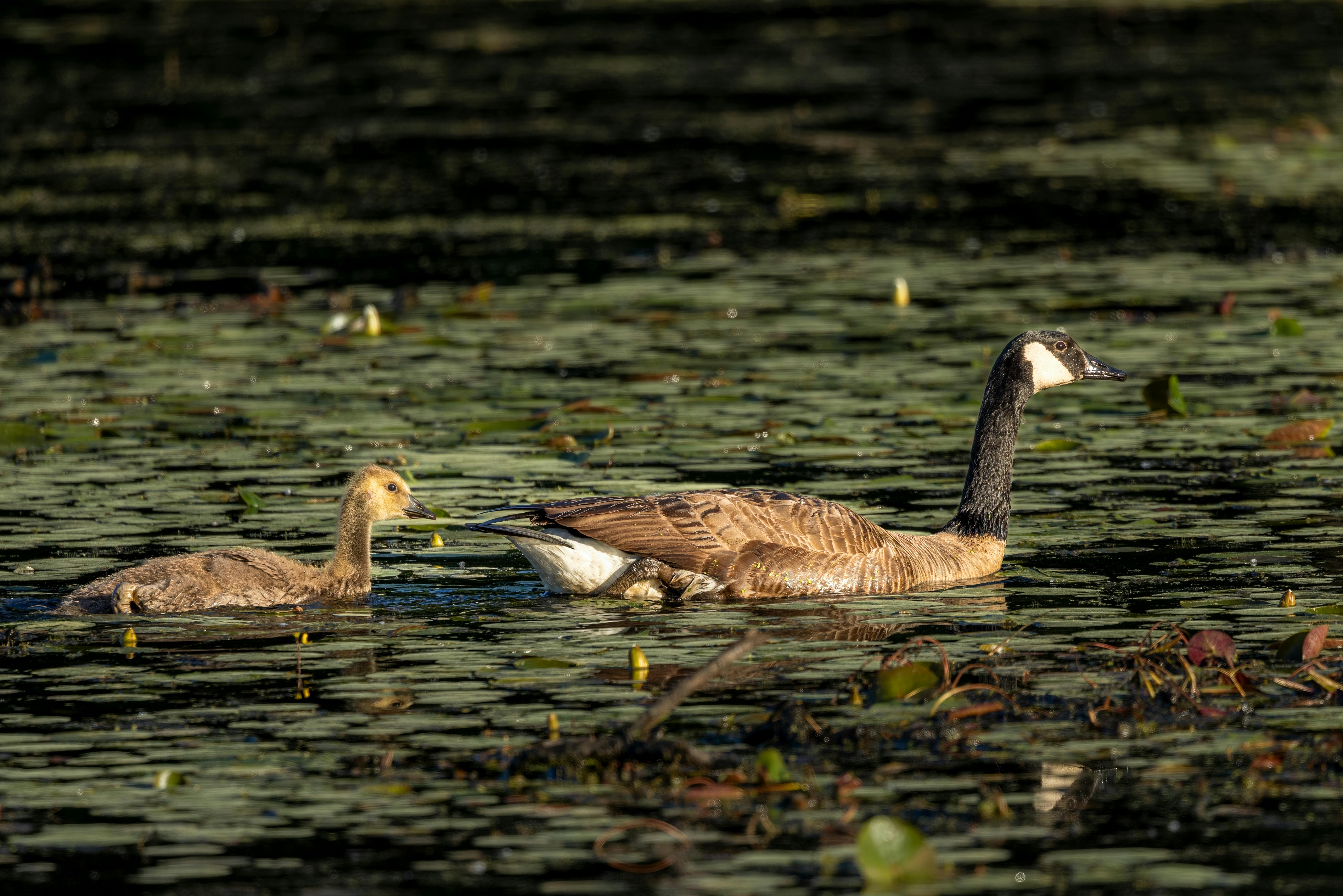 Tralala+Tralala+Hd Photos, Download The BEST Free Tralala+Tralala+Hd ...