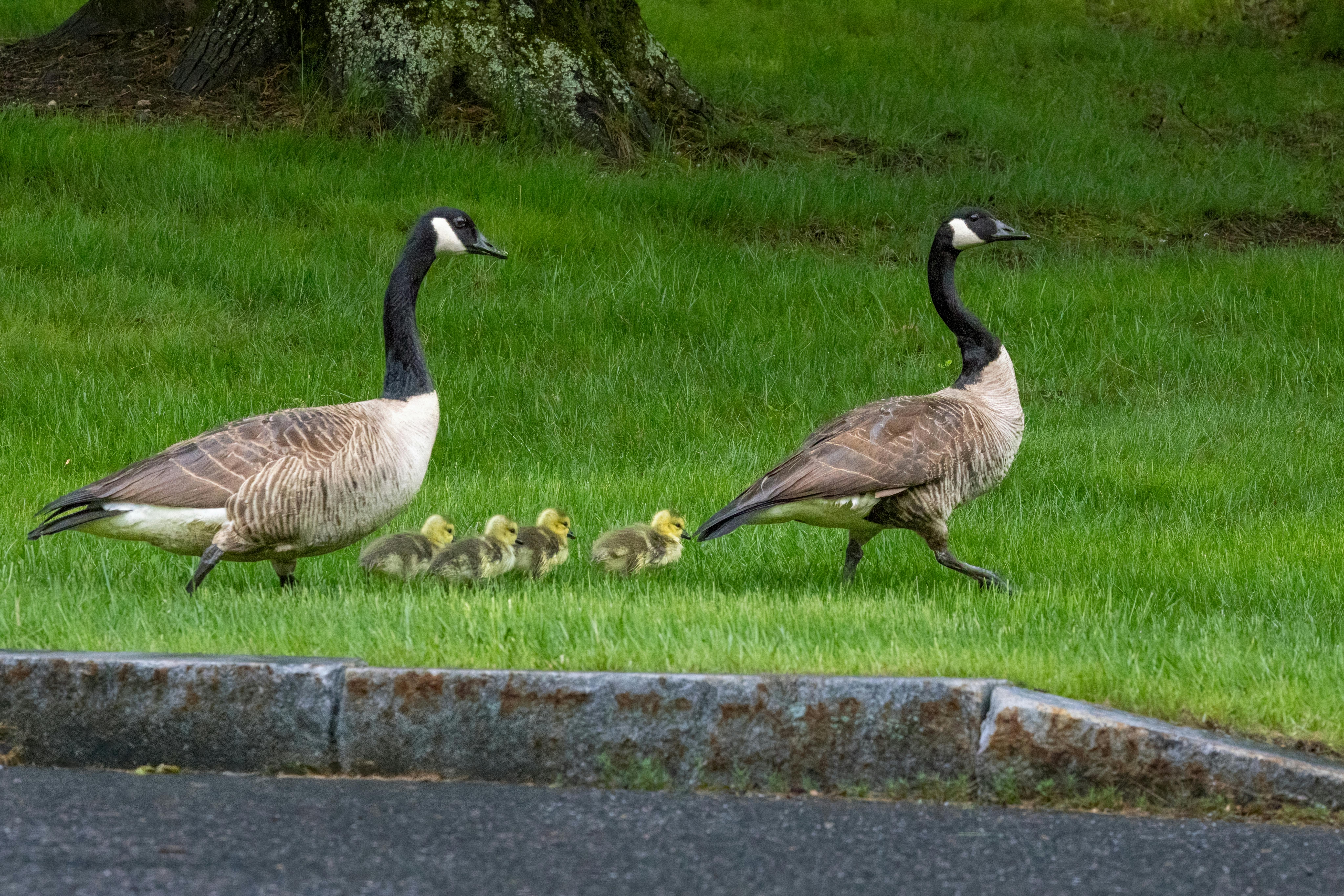 Tralala+Tralala+Hd Photos, Download The BEST Free Tralala+Tralala+Hd ...