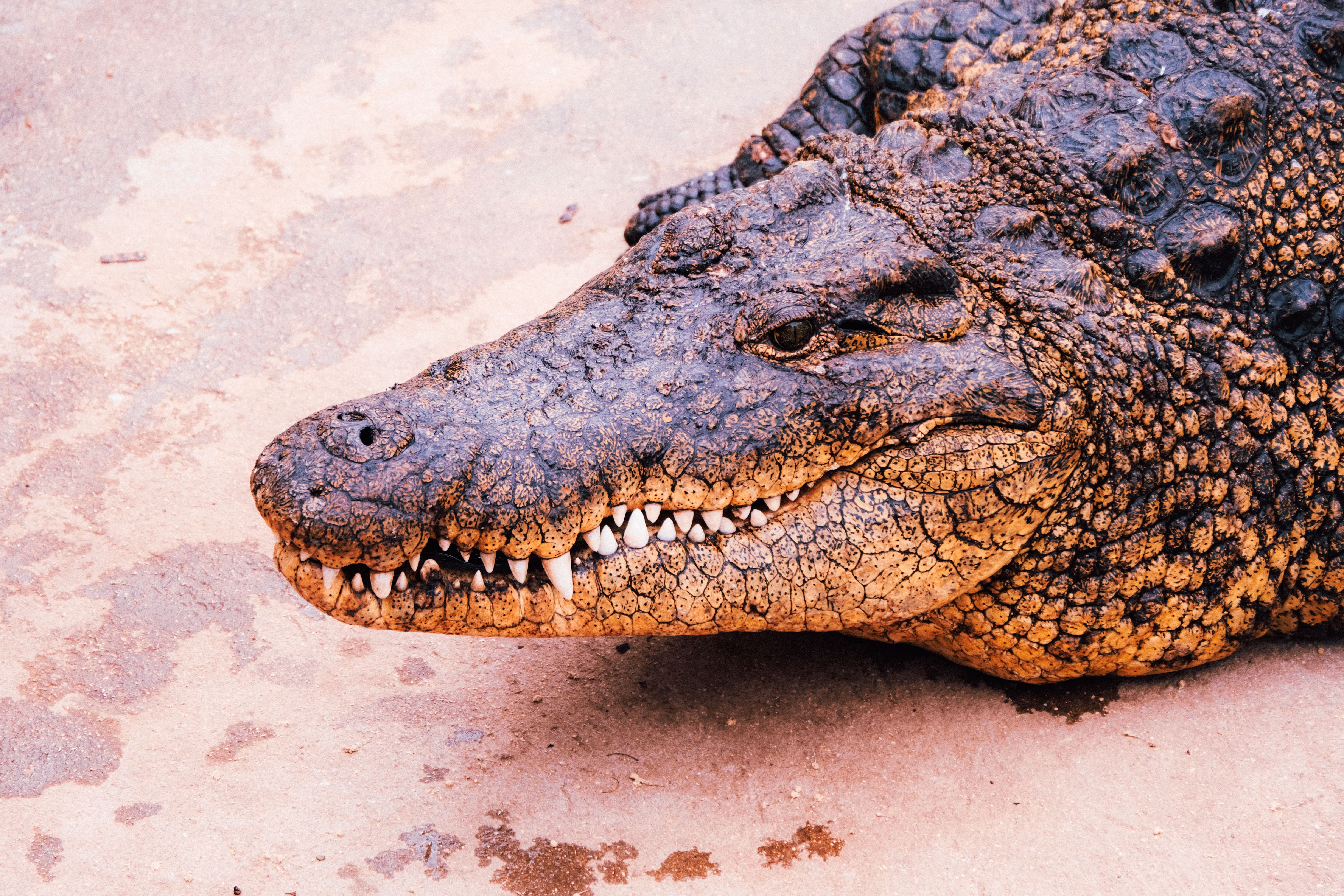 Close-up of a resting crocodile on land · Free Stock Photo