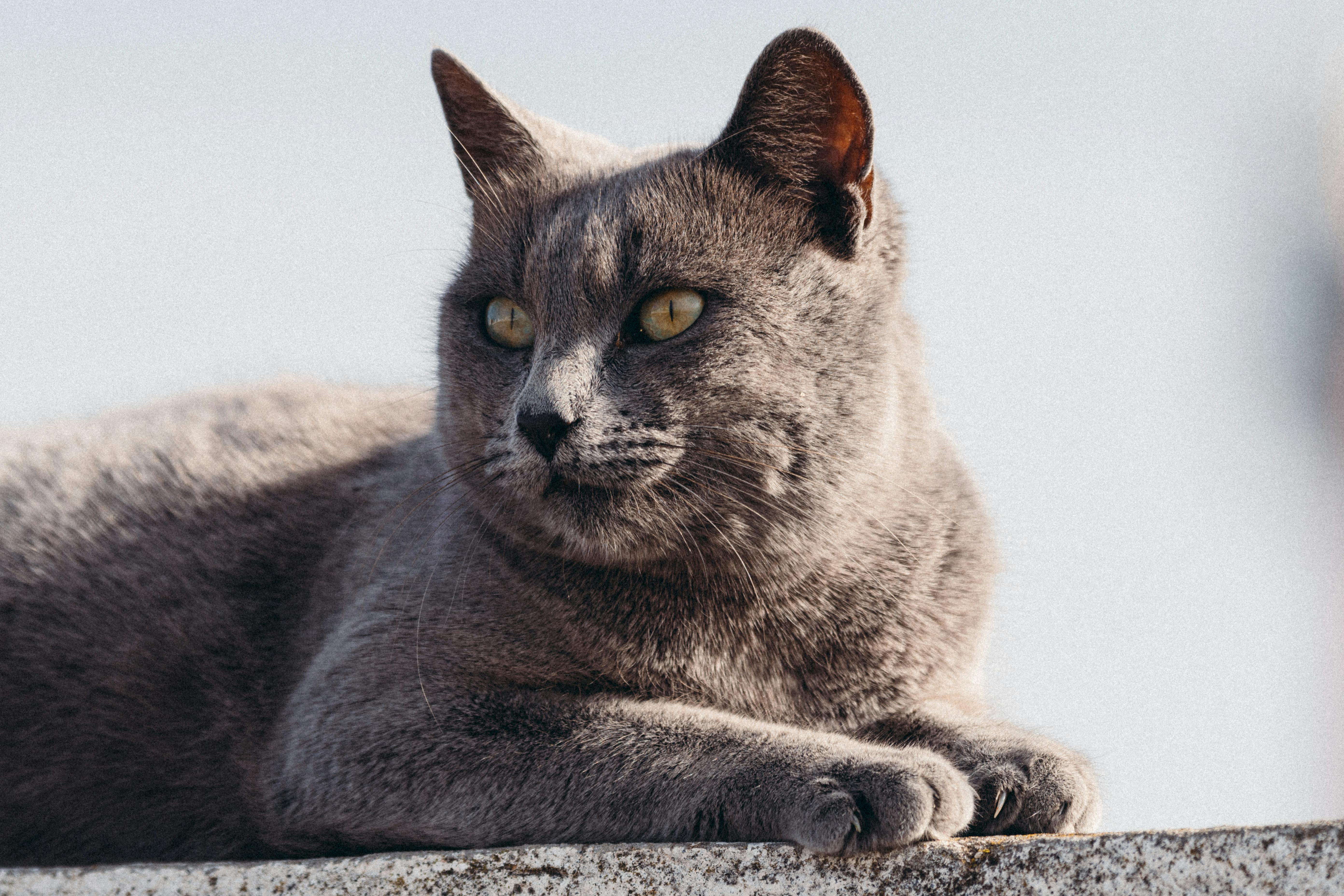 Photo+Req Photos, Download The BEST Free Photo+Req Stock Photos & HD Images