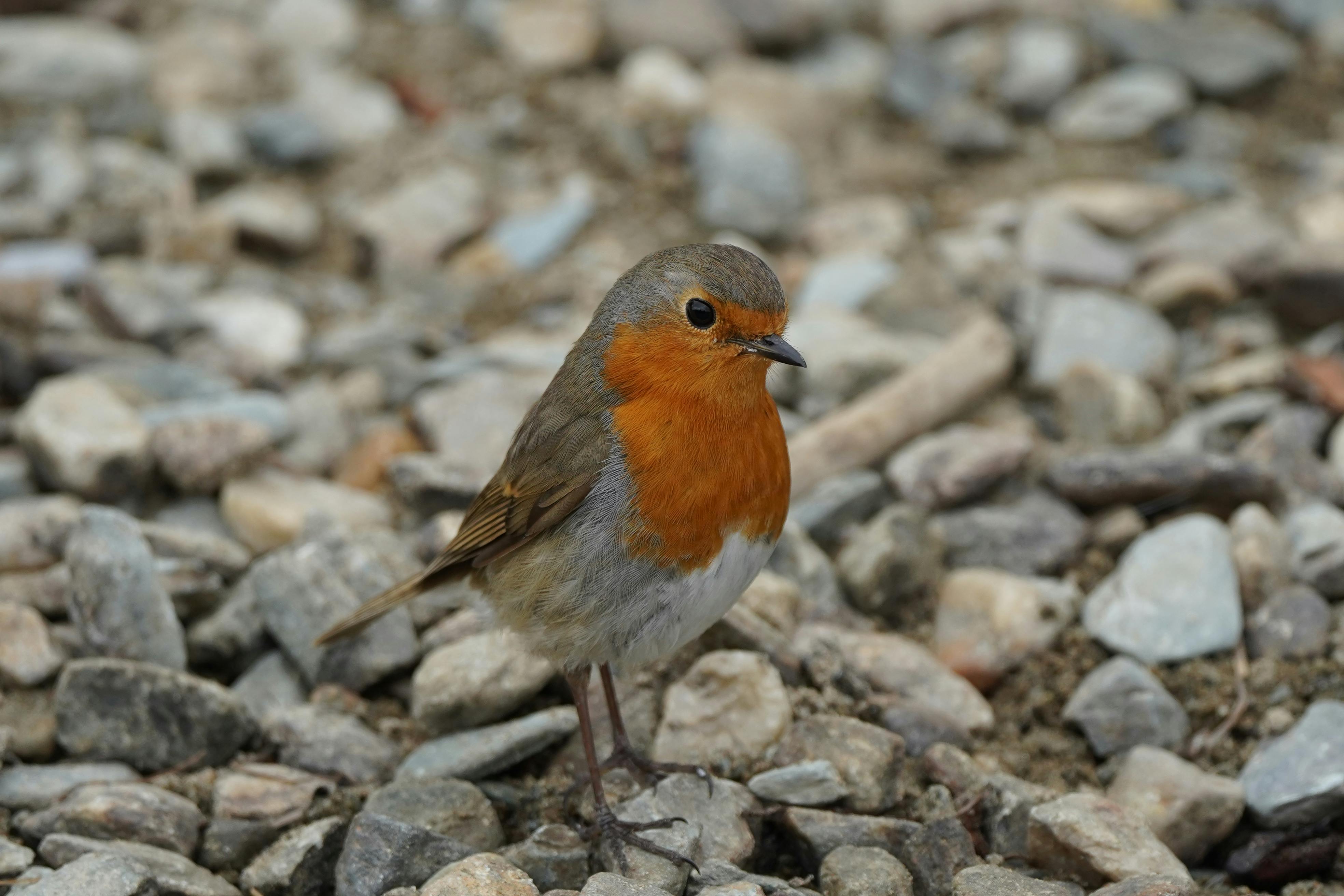 41.648+ Fotos y Imágenes de Petite+hot+dianna+imx Gratis · Banco de ...