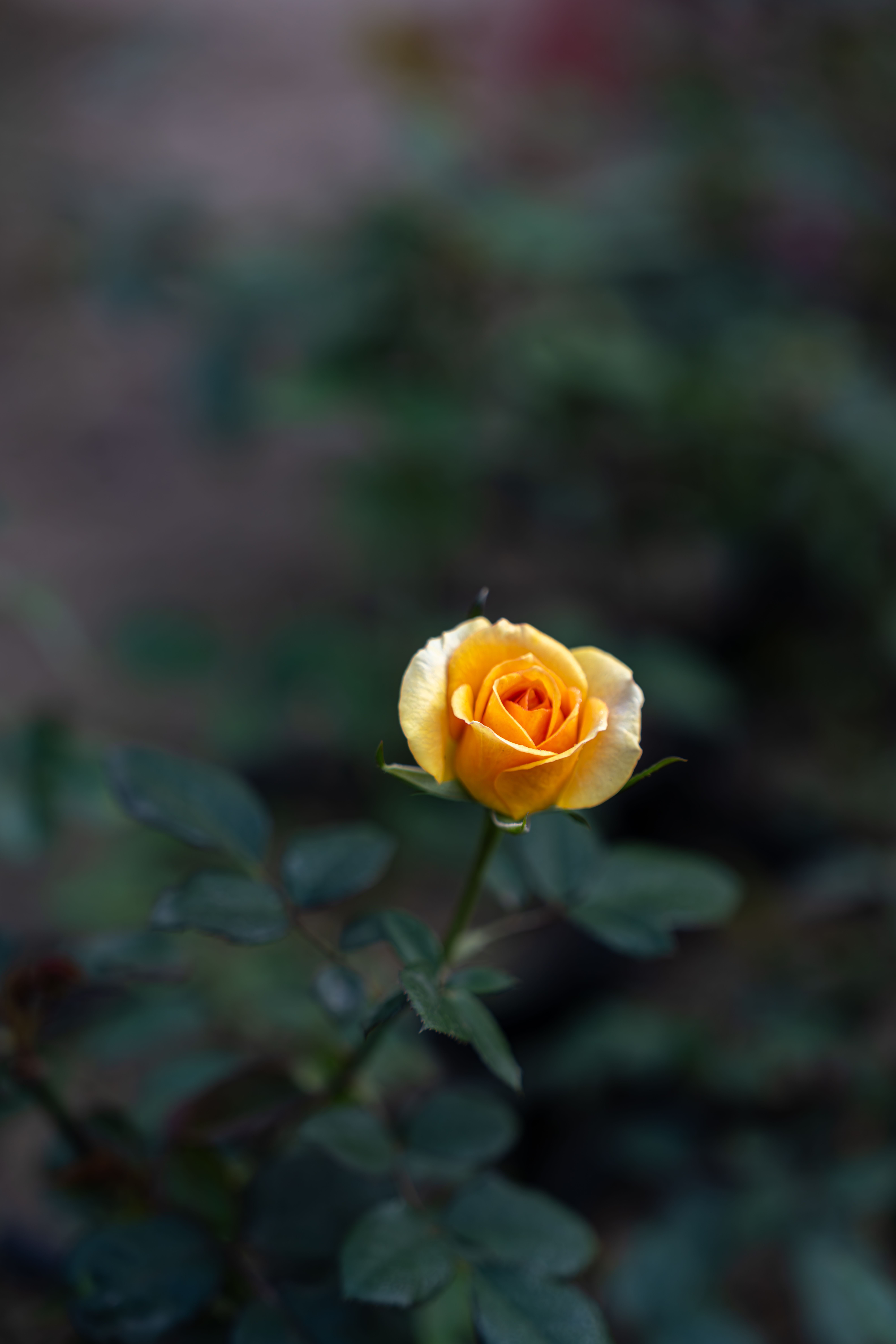 Close-Up of a Vibrant Yellow Rose Blooming Outdoors · Free Stock Photo
