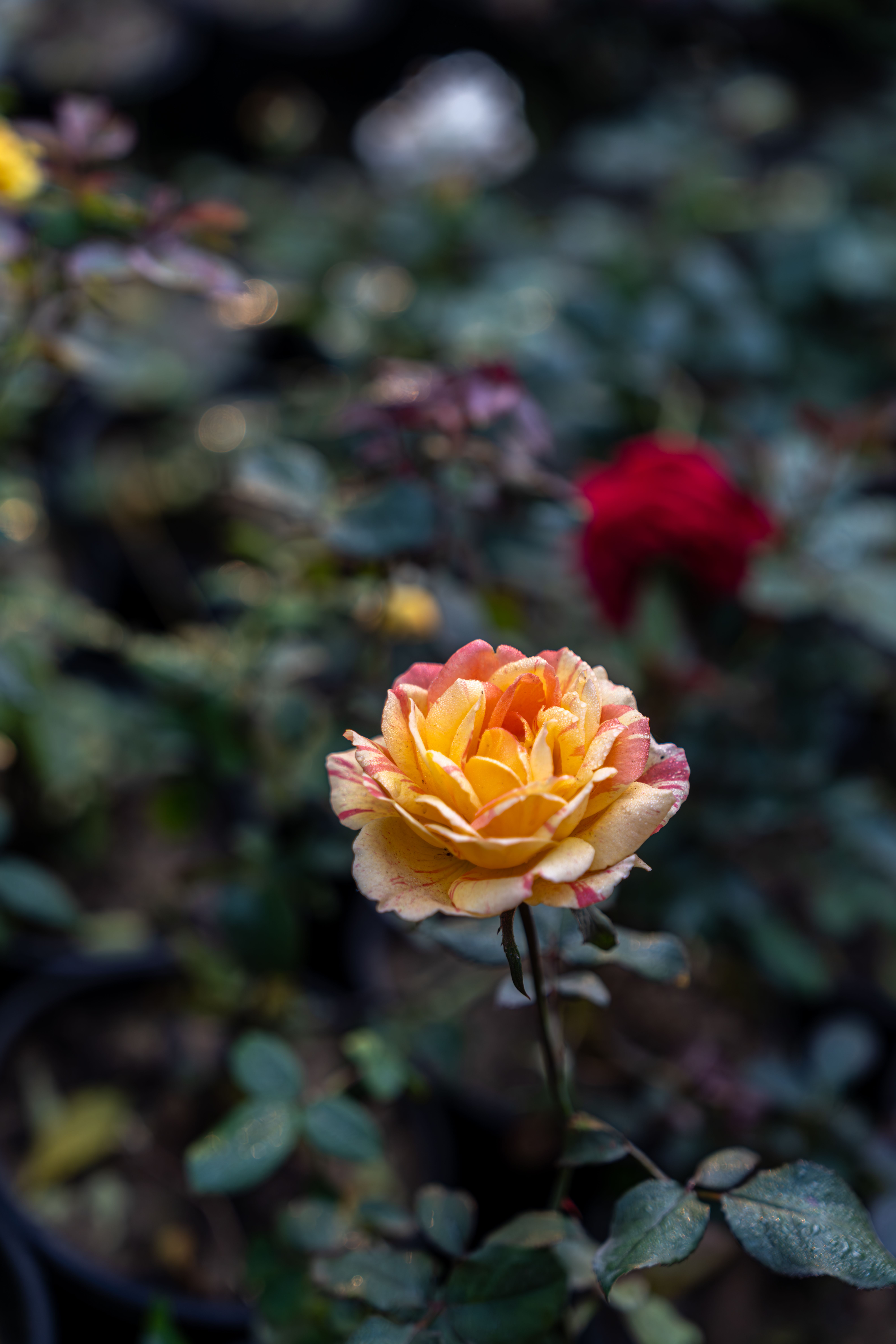 Close-Up of Bright Yellow Rose in Garden · Free Stock Photo