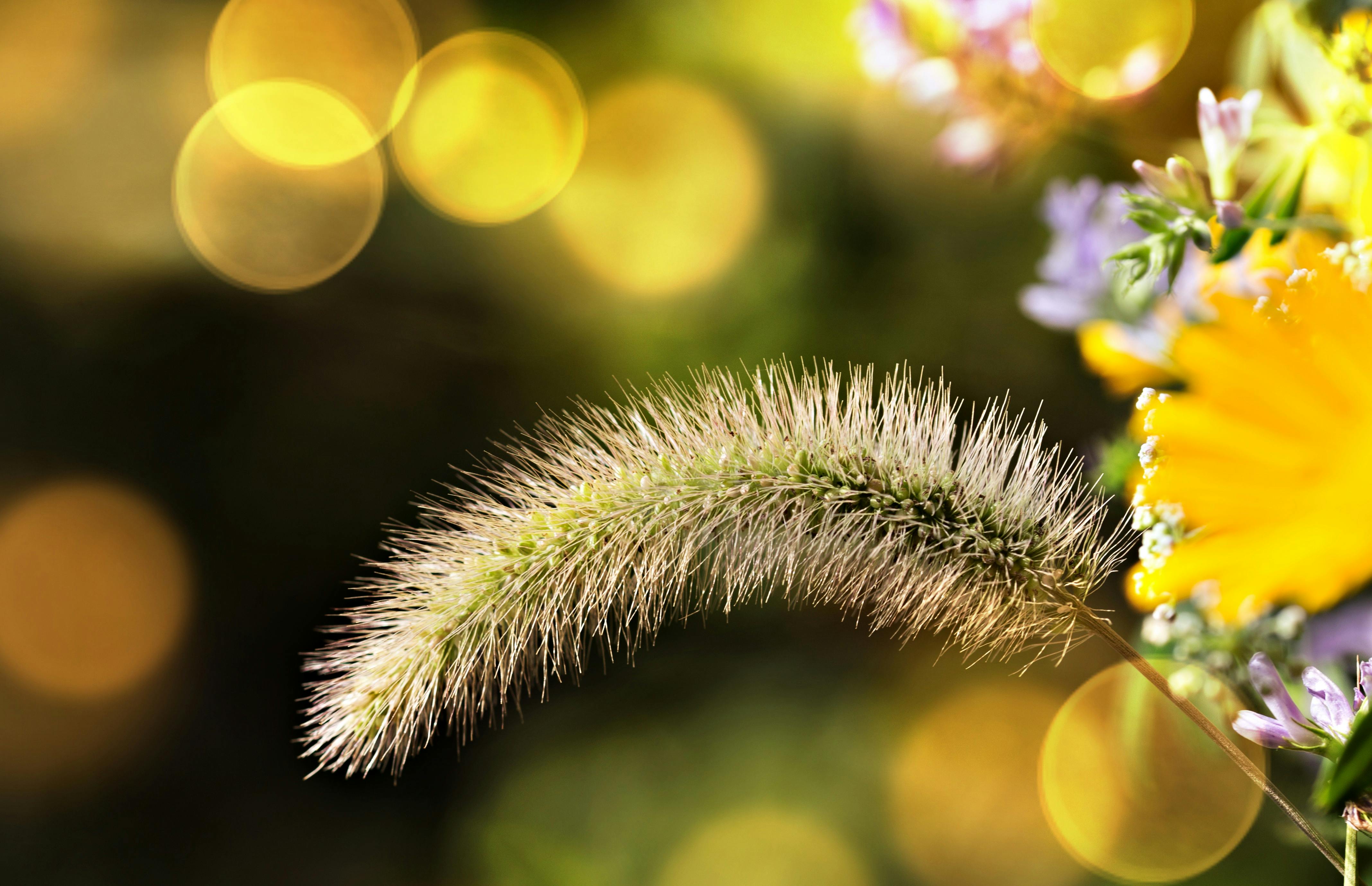 Green Plant Wallpaper Photos, Download The BEST Free Green Plant ...