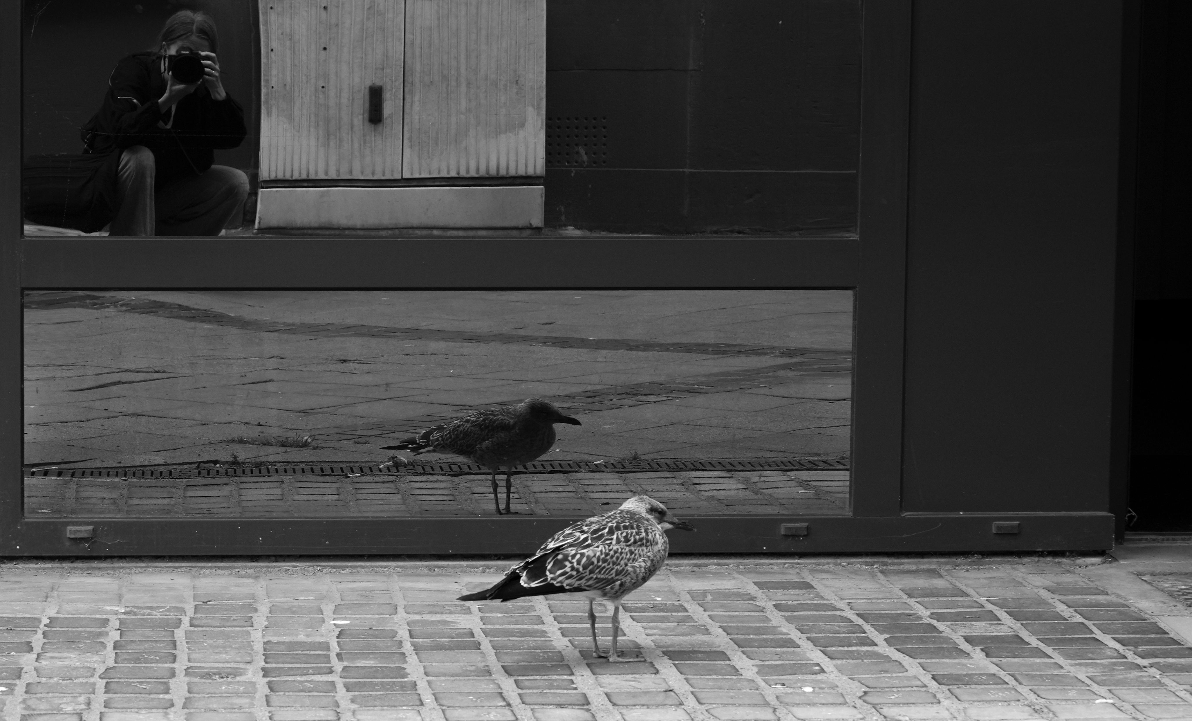 Flipping The Bird Photos, Download The BEST Free Flipping The Bird ...