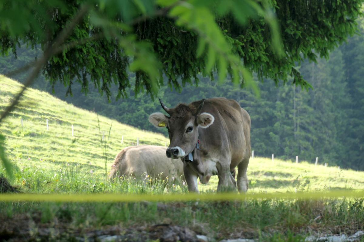 Ww2 38x7 Cow Photos, Download The BEST Free Ww2 38x7 Cow Stock Photos ...