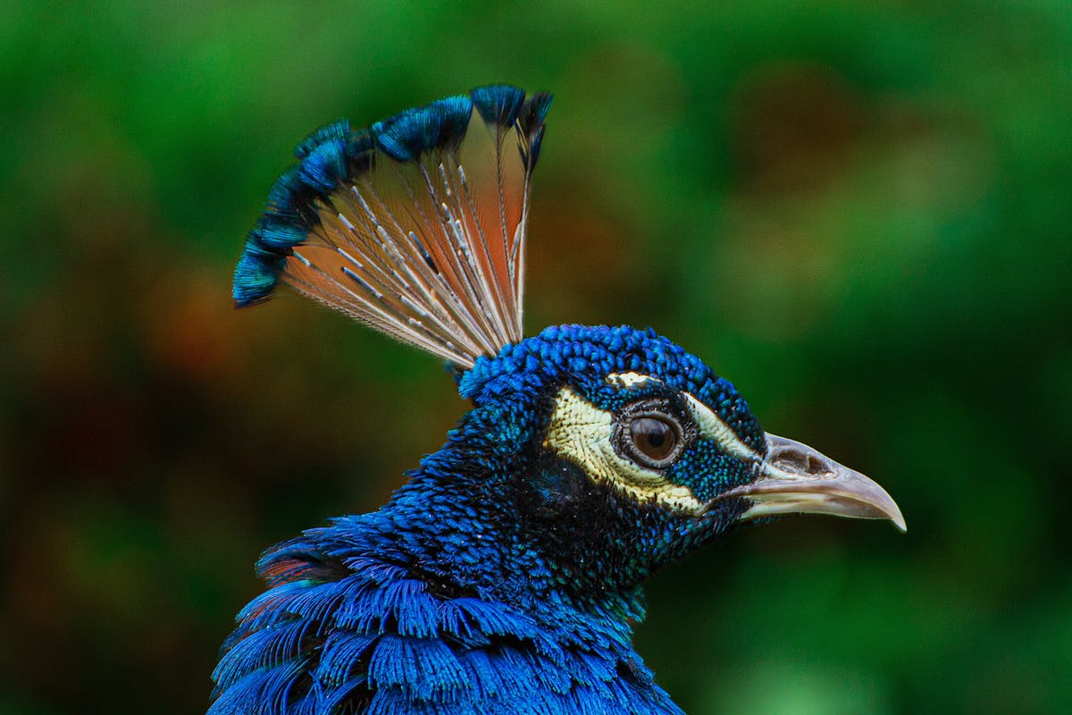 Peacock Images Photos, Download The BEST Free Peacock Images Stock ...