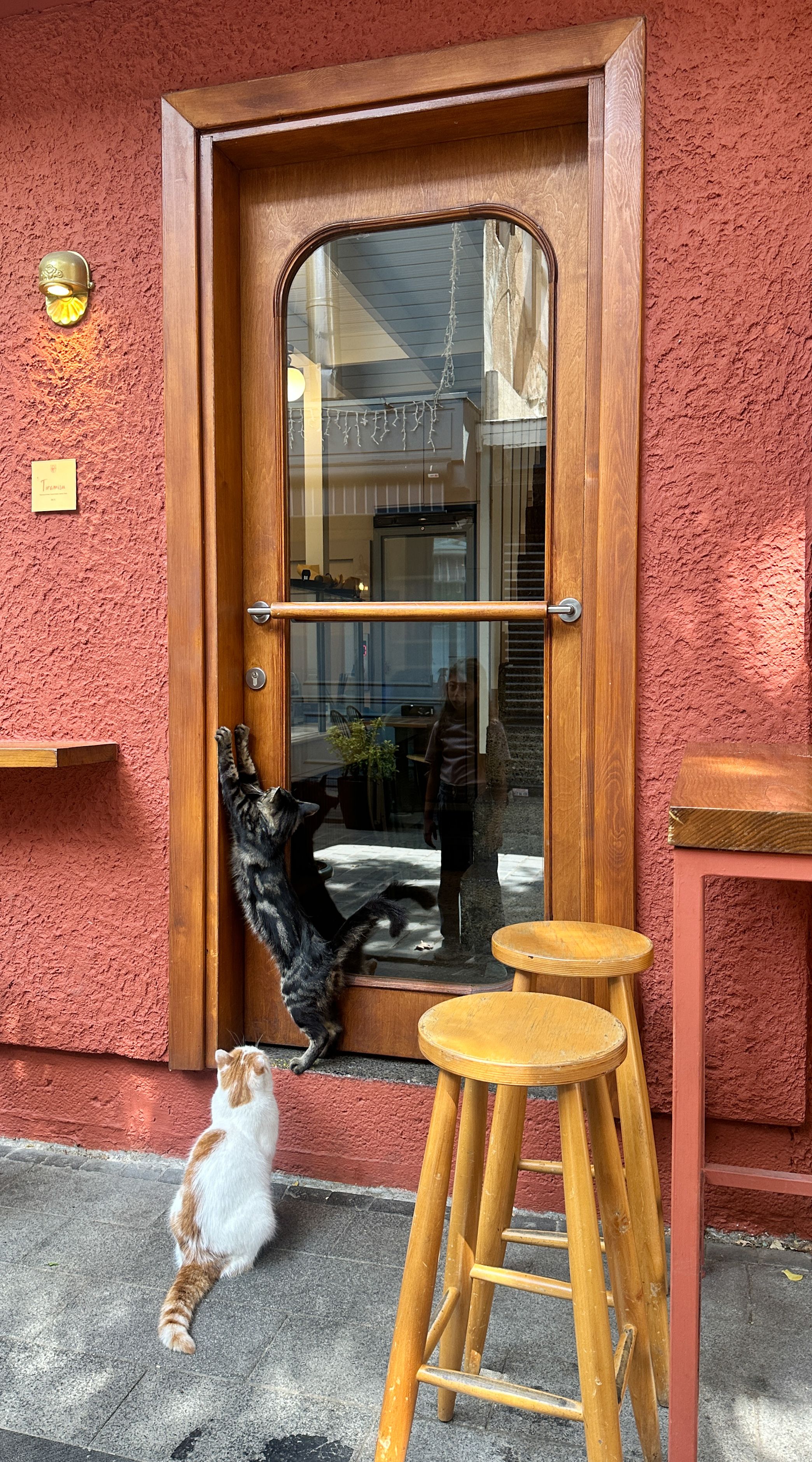 Charming Cats at a Cafe Door with Retro Aesthetic · Free Stock Photo