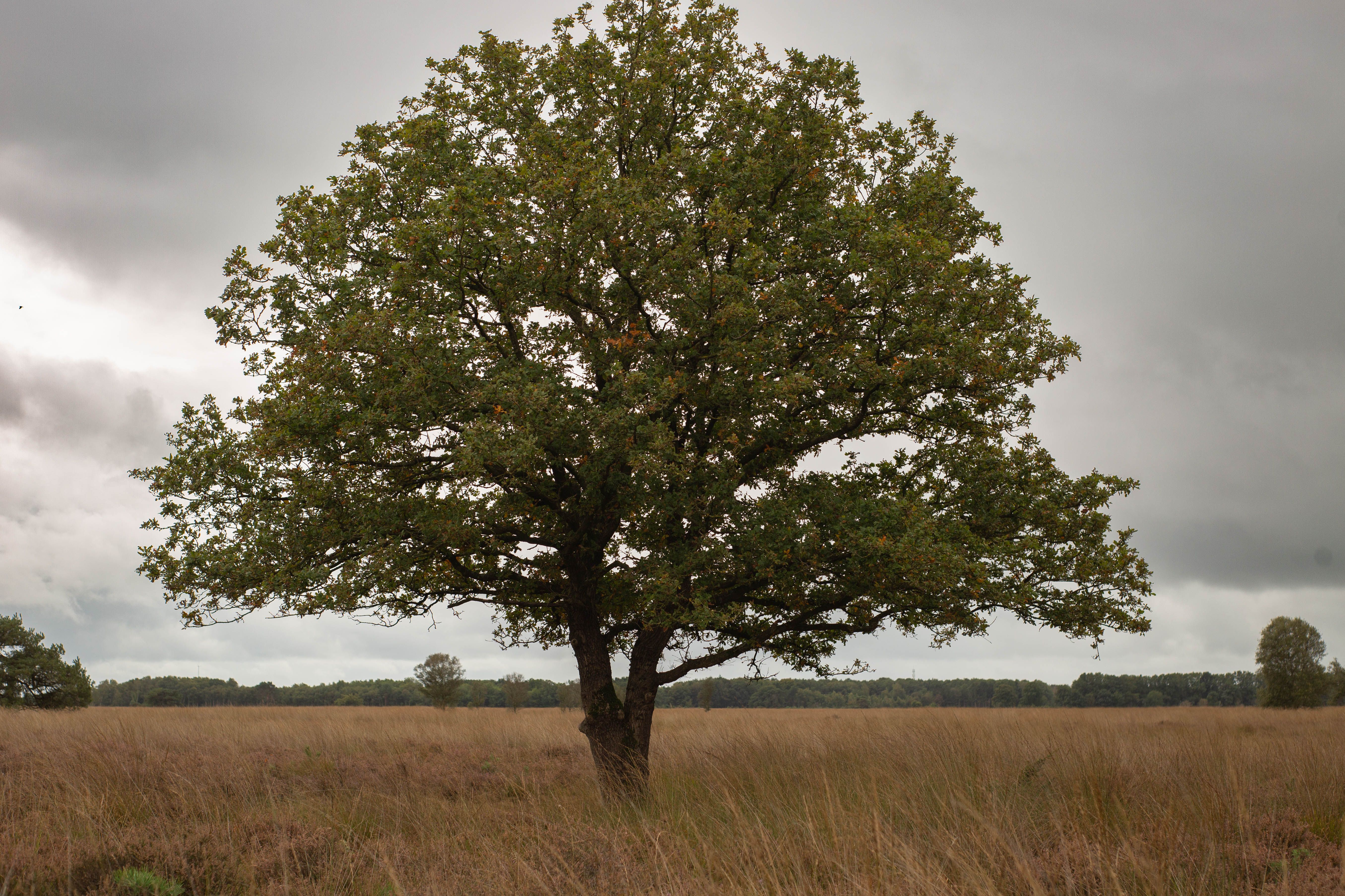 Oak Photos, Download The BEST Free Oak Stock Photos & HD Images