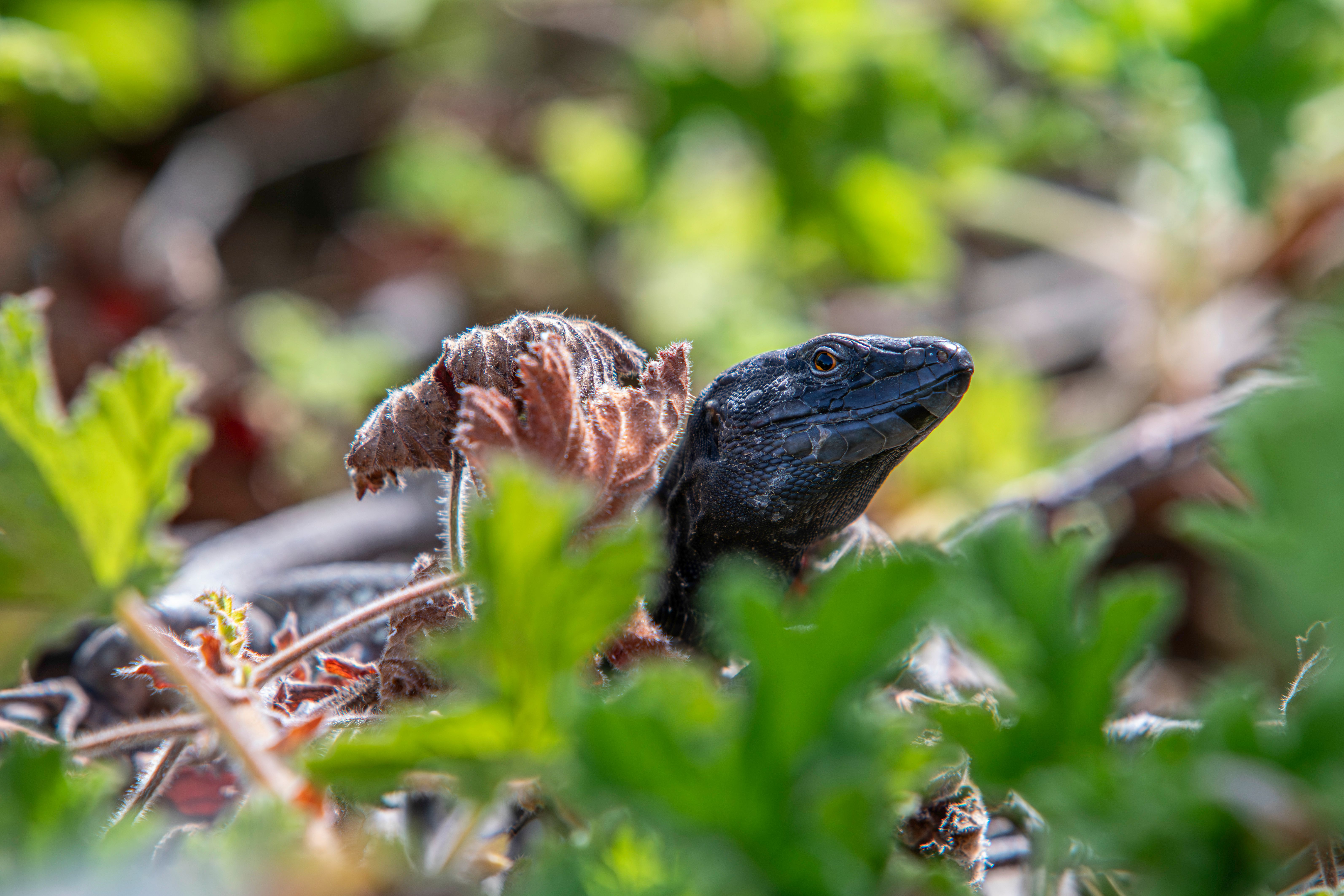 Close-up of Gallotia Galloti Lizard in Natural Habitat · Free Stock Photo