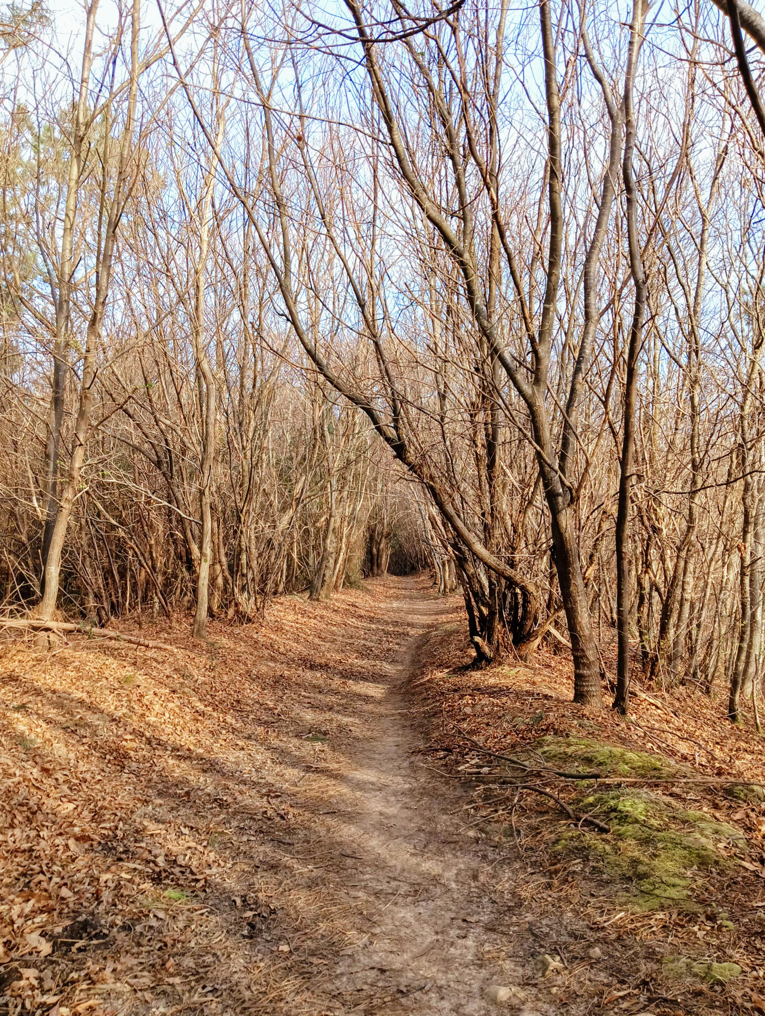 Serene Forest Pathway in Early Spring · Free Stock Photo