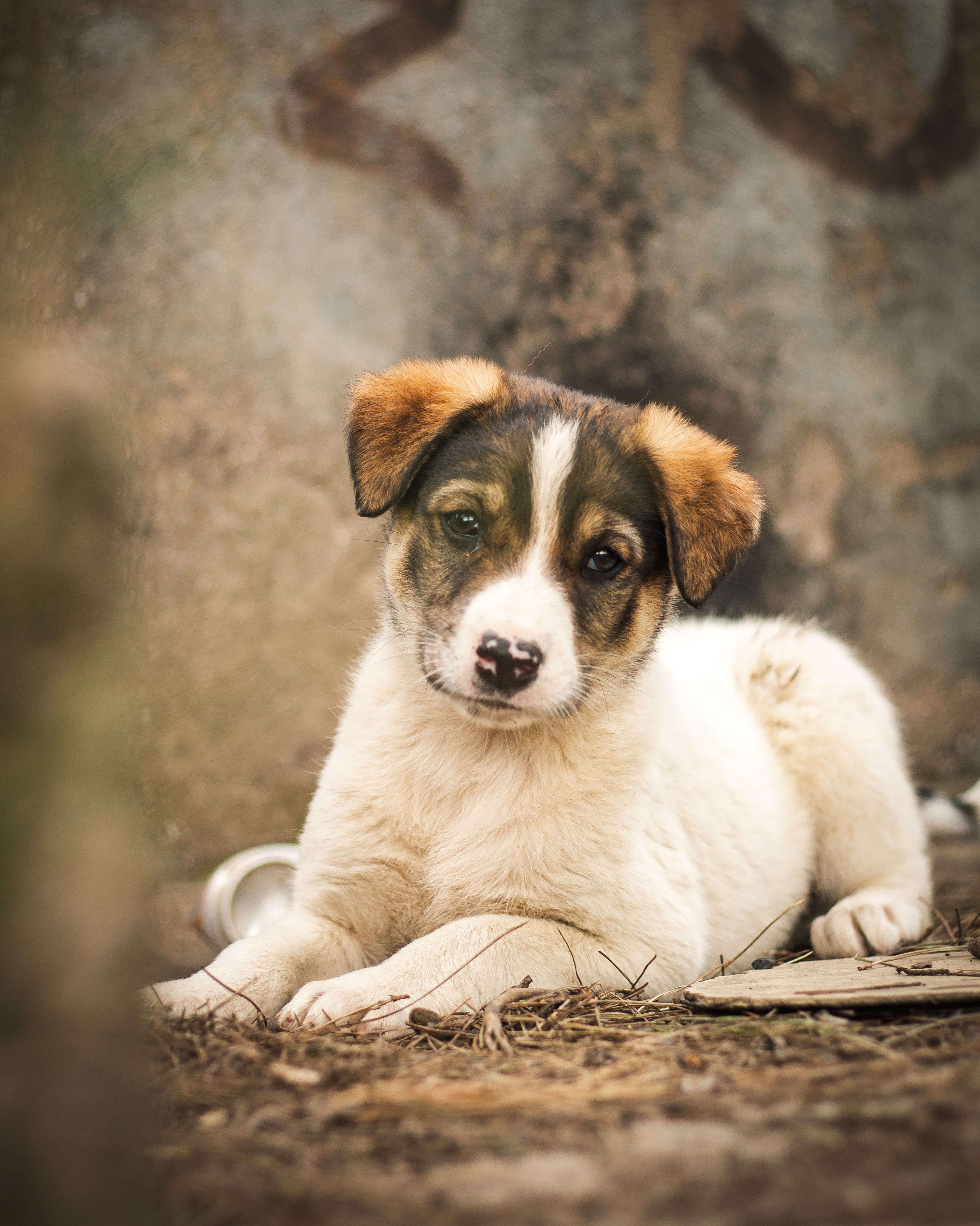 Cele mai bune 100.000+ fotografii cu tema Cute Catelusi · Descărcare ...