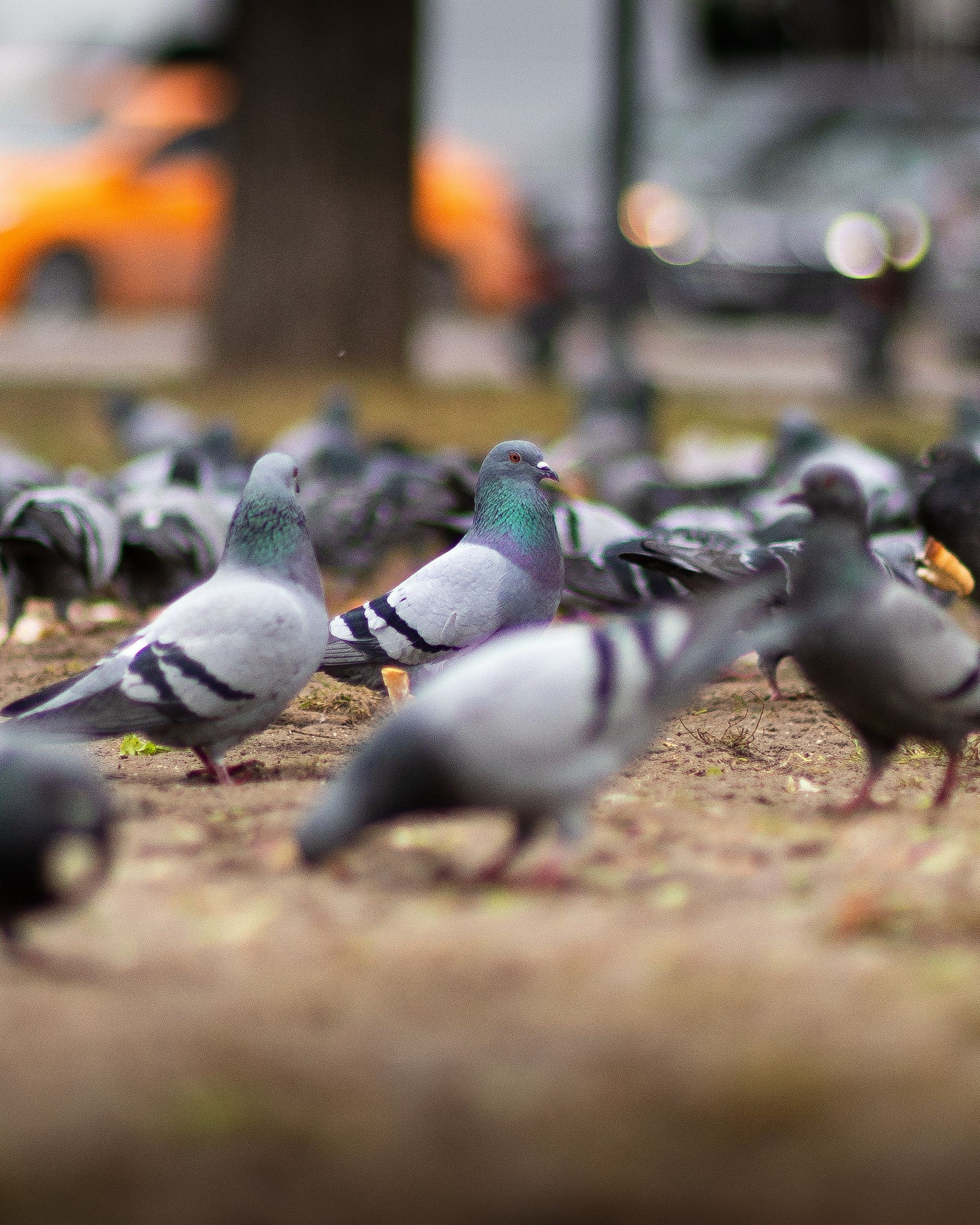 Pigeons Foraging in Urban Park Setting · Free Stock Photo