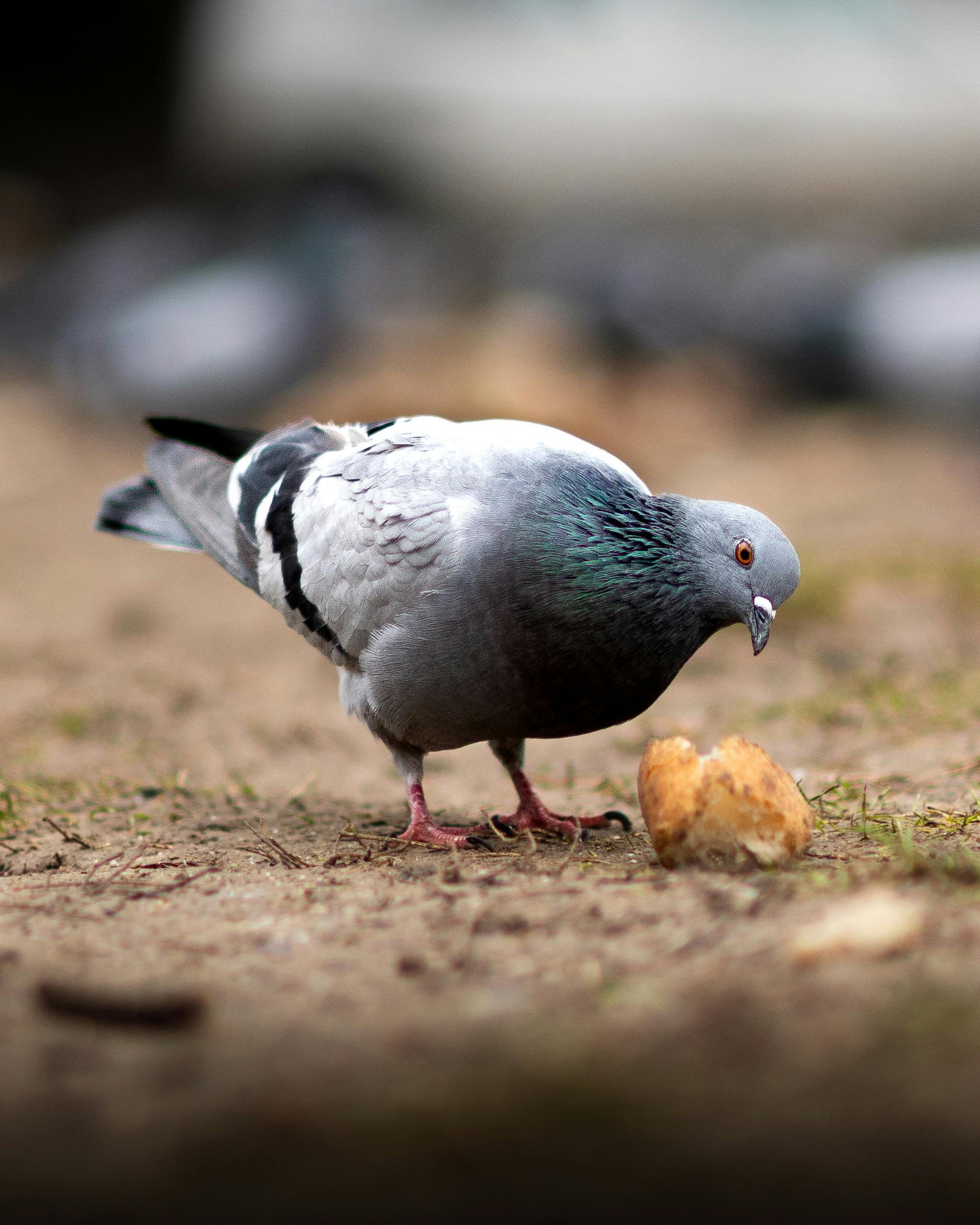 99.058+ Fotos y Imágenes de Aadhar pan link wallpaper Gratis · Banco de ...