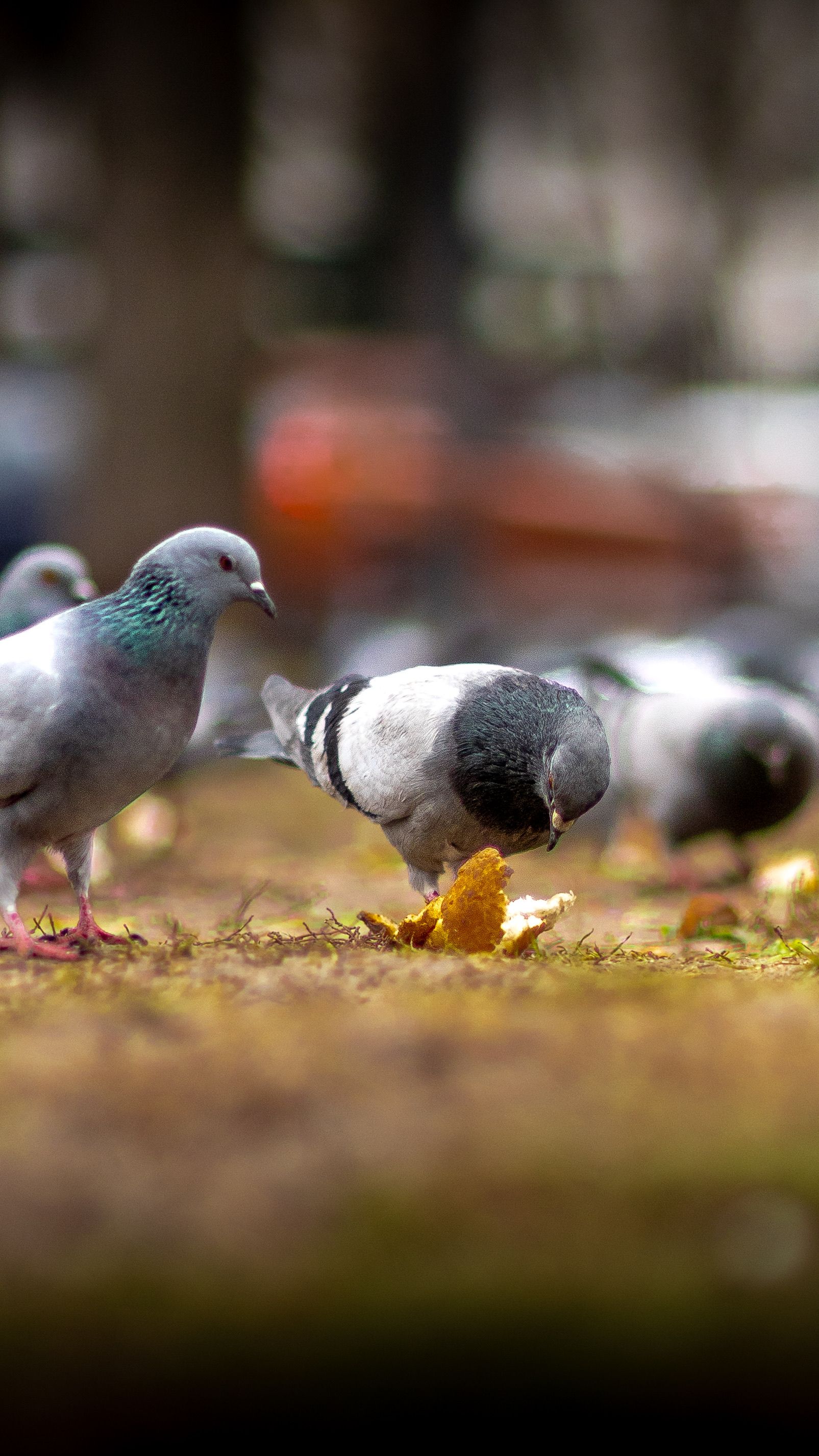 Pigeons Foraging in Urban Park Setting · Free Stock Photo