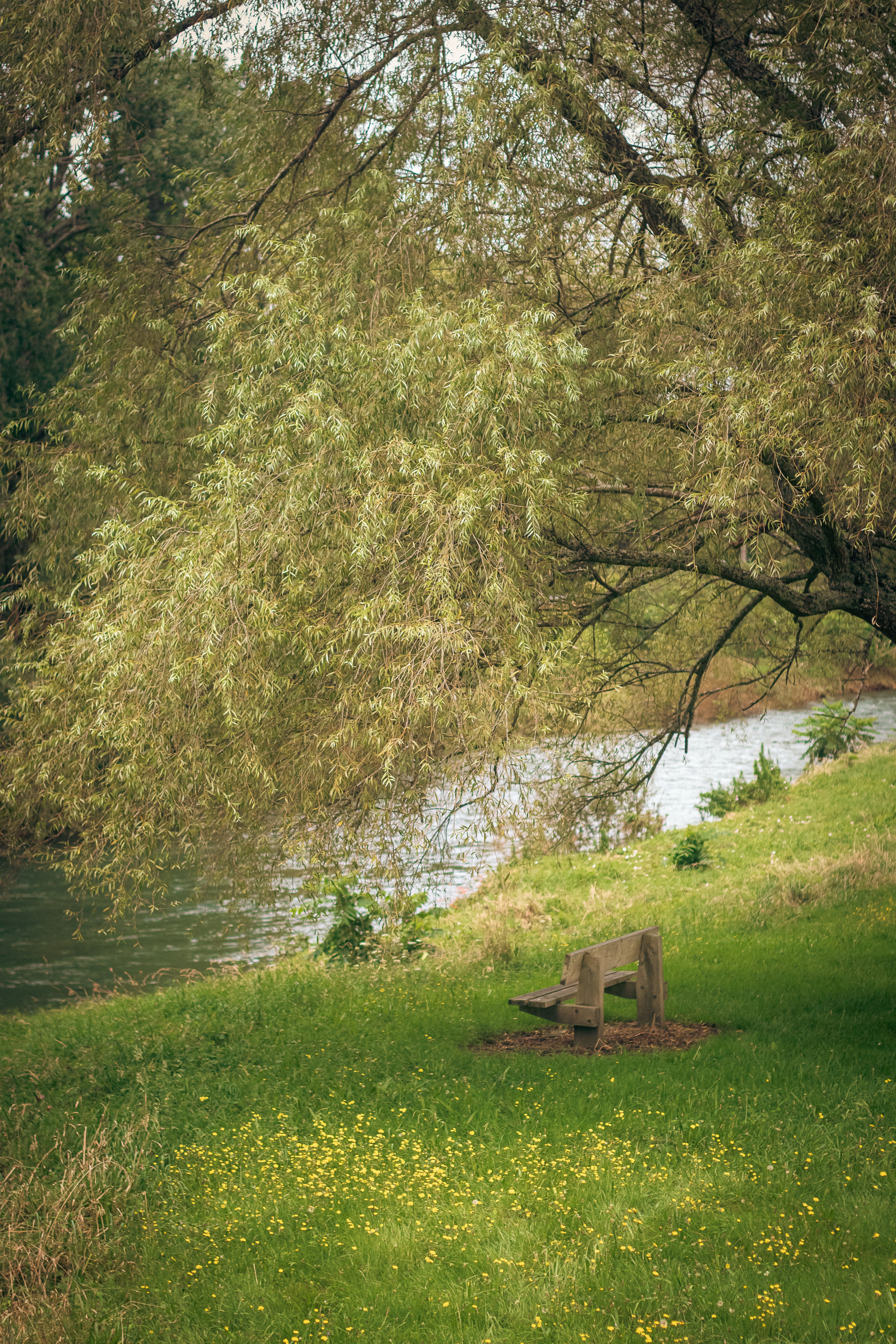 Tranquil Riverside Scene with Bench in New Zealand · Free Stock Photo