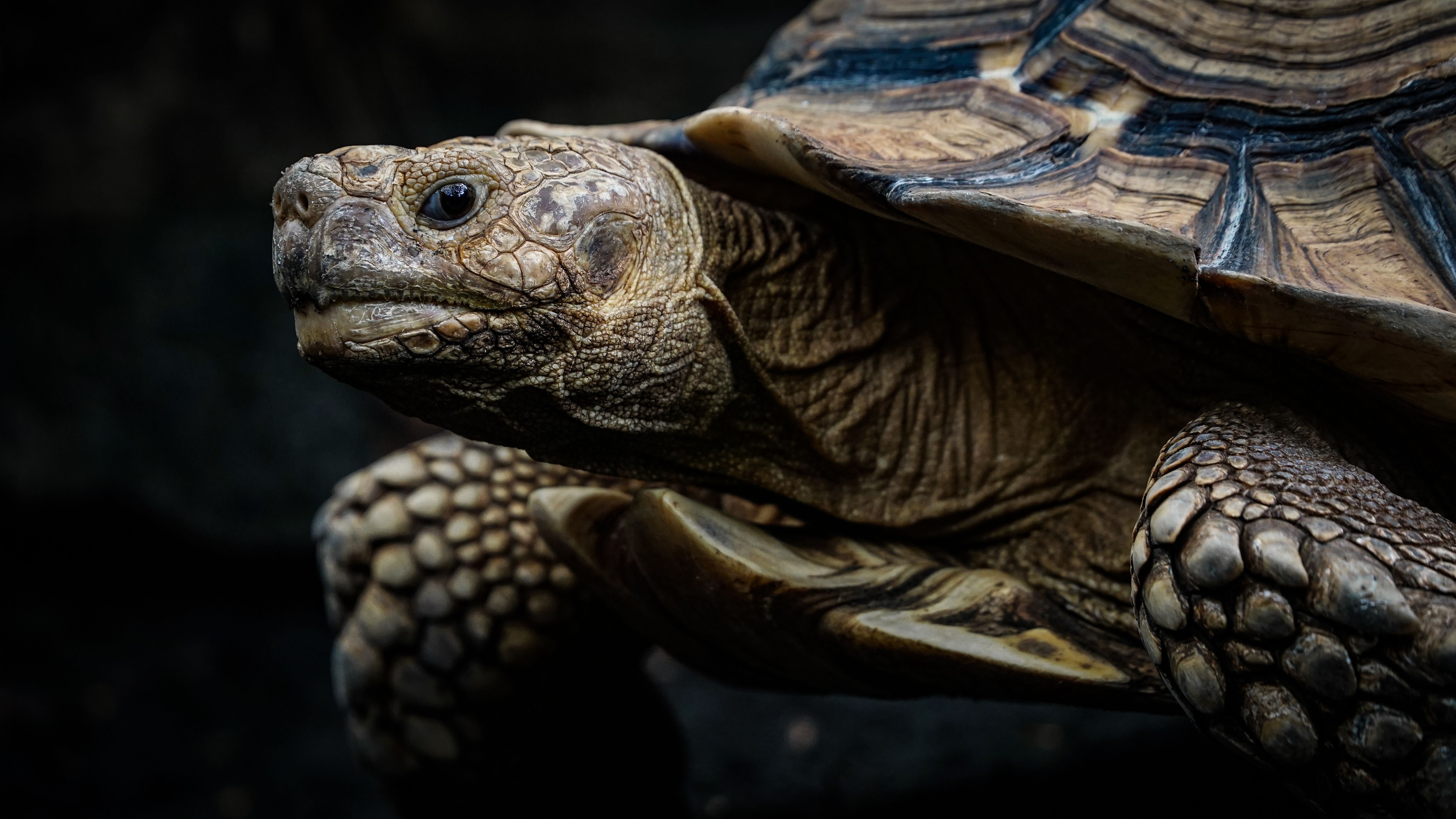 Safari Stil Photos, Download The BEST Free Safari Stil Stock Photos ...