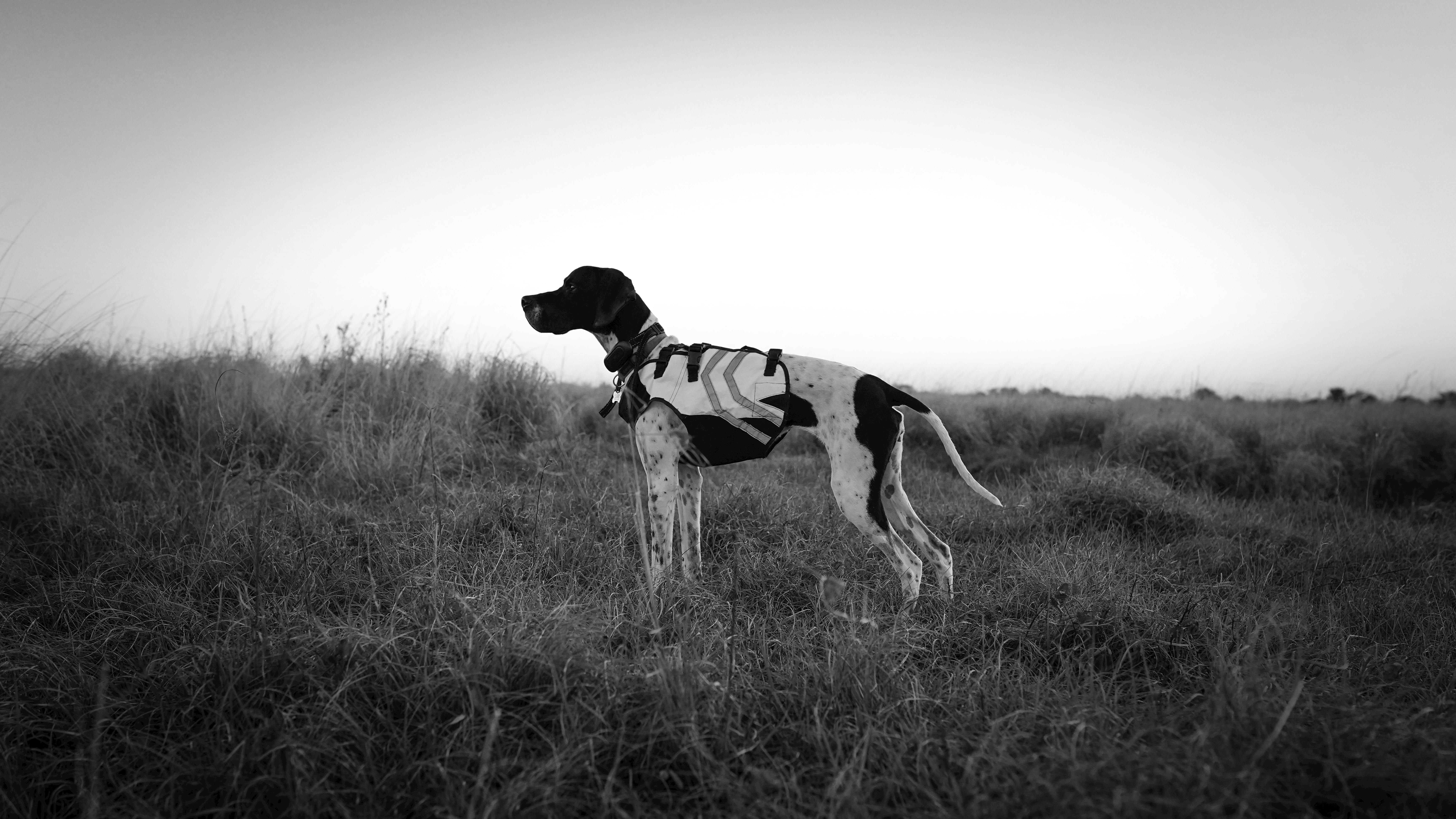 Black and White Photo of a Dog in Grassland · Free Stock Photo