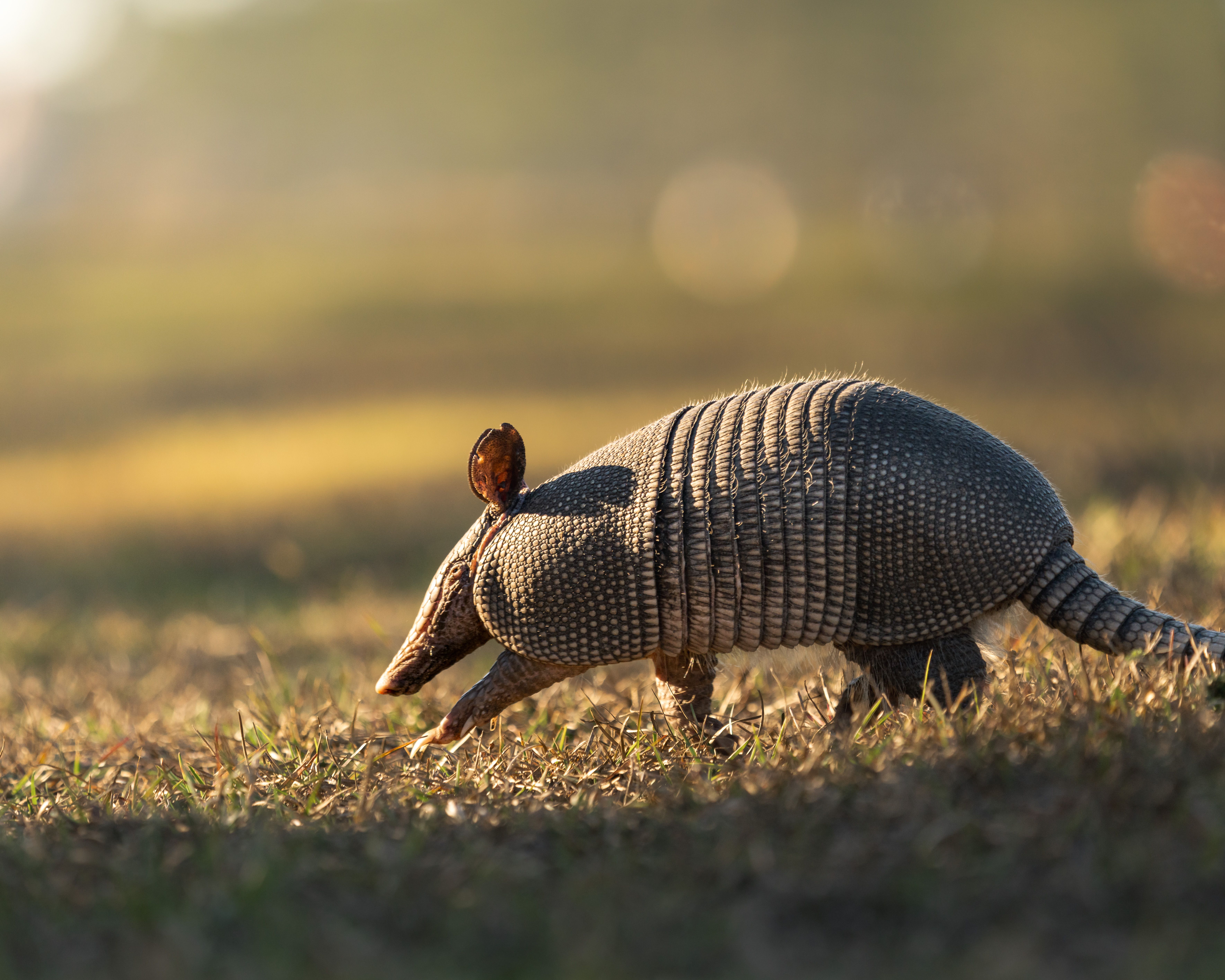 Armadillo in Natural Habitat at Sunset · Free Stock Photo
