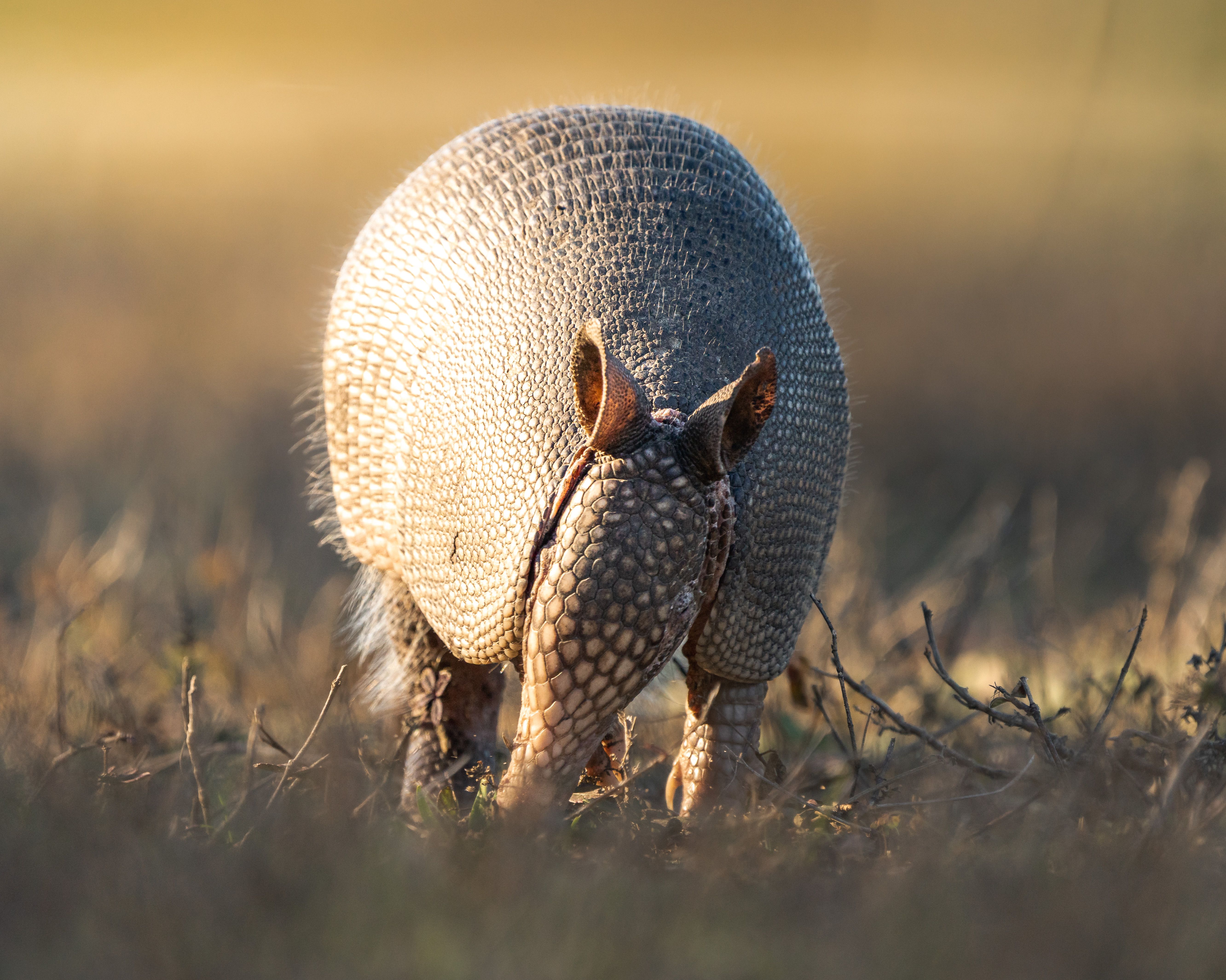 Close-up of Nine-Banded Armadillo in Field · Free Stock Photo