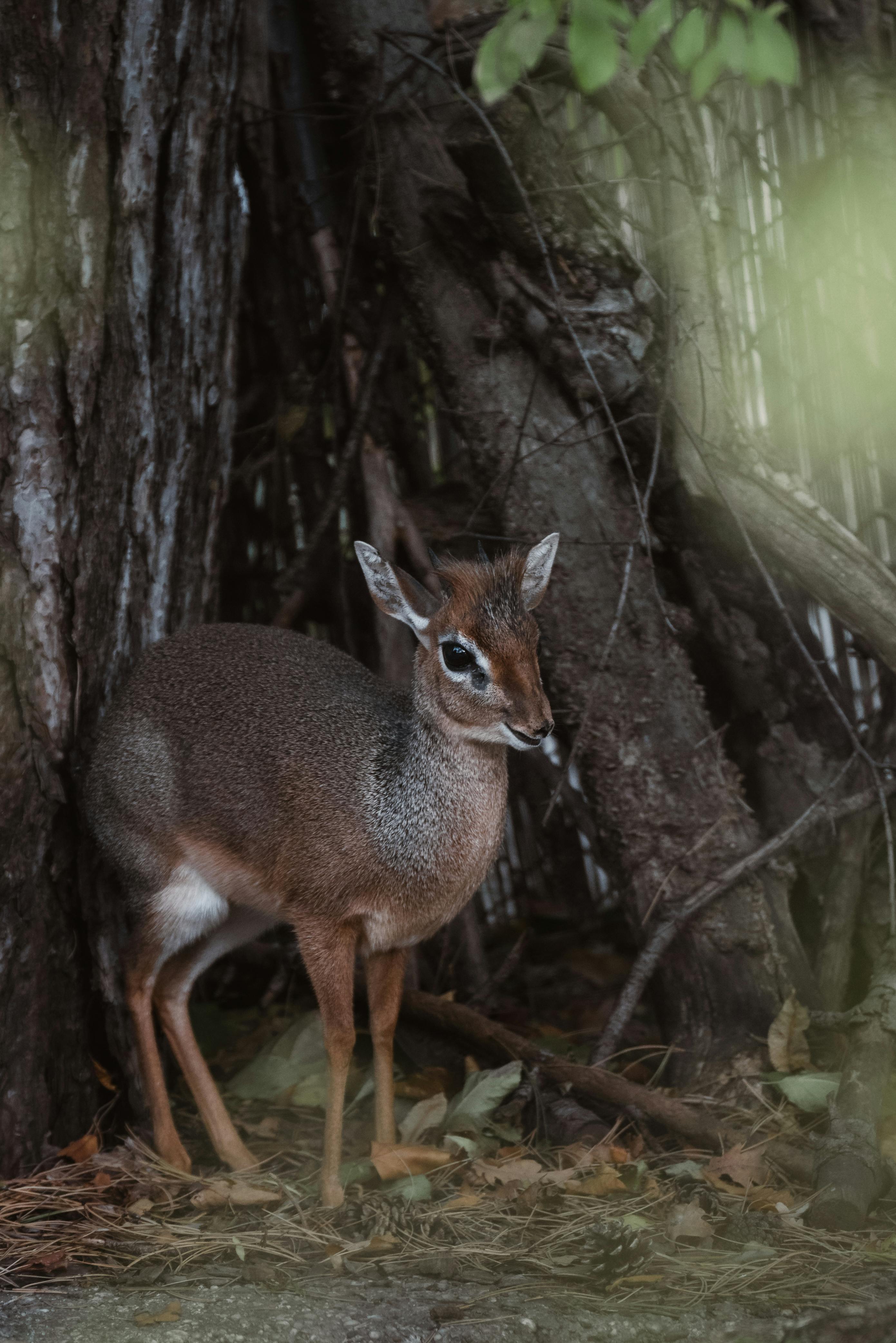 13.713+ Fotos y Imágenes de Hidden+plctures Gratis · Banco de Fotos Gratis