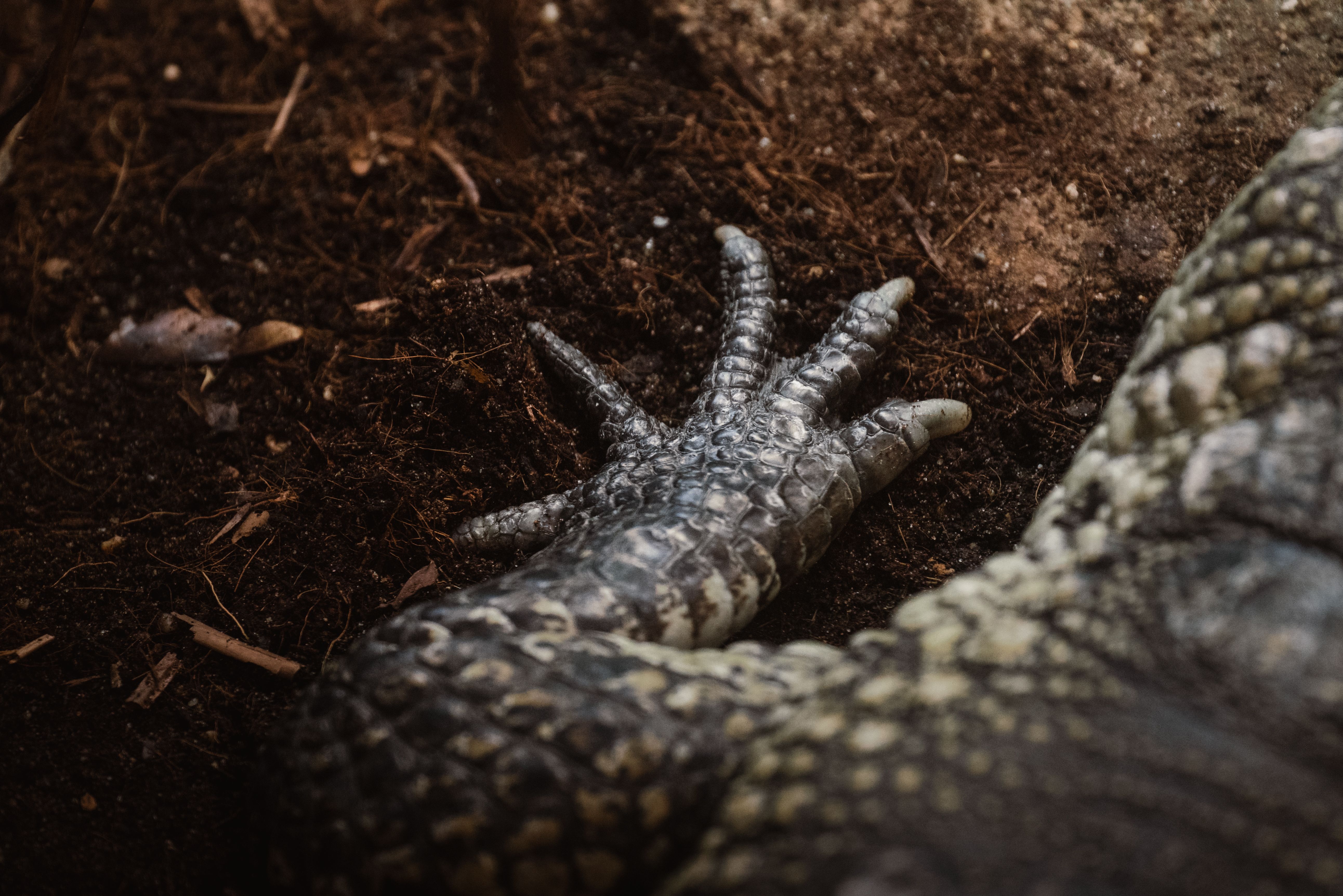 Close-up of a Reptile Claw on Earthy Terrain · Free Stock Photo