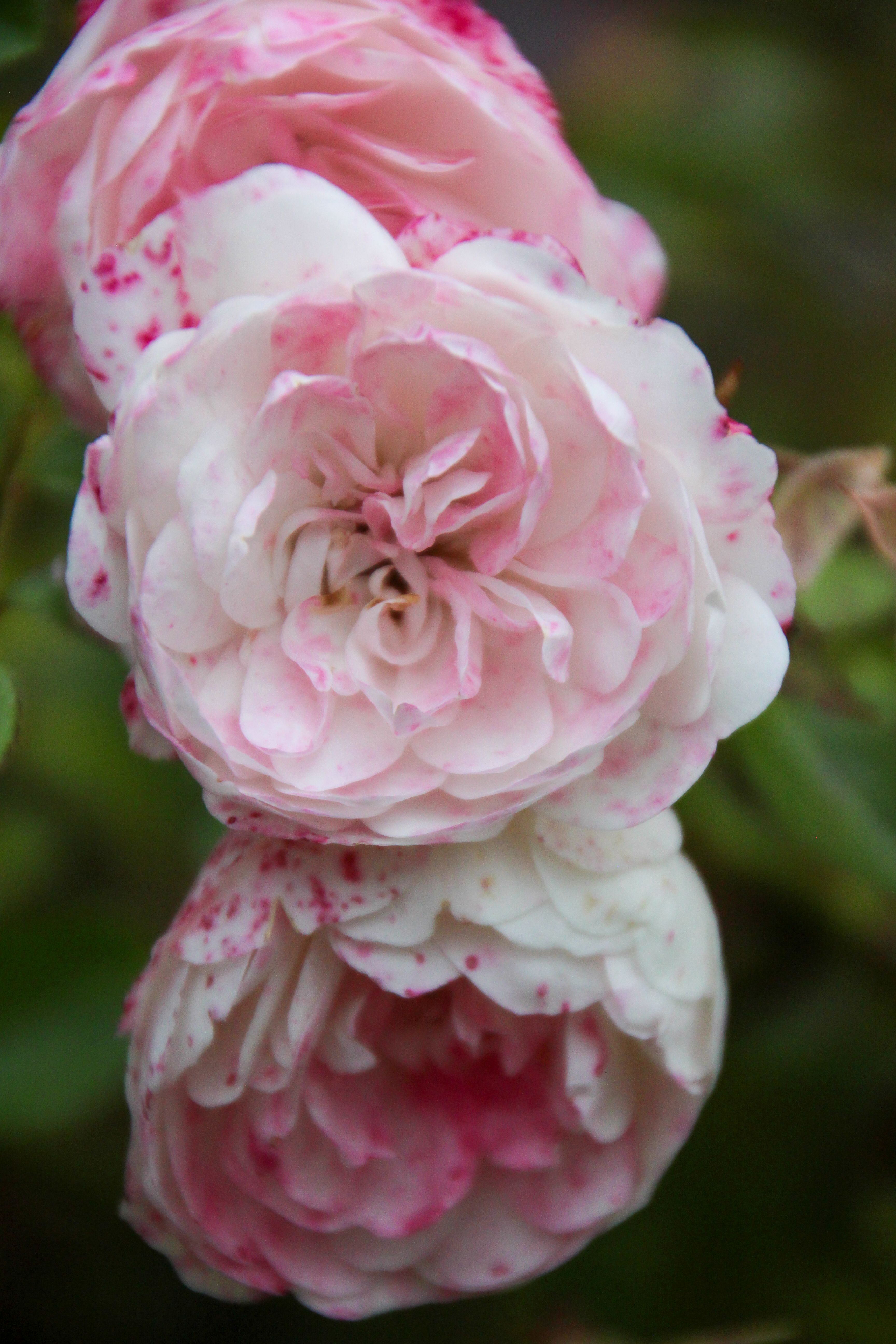 Blush Pink Photos, Download The BEST Free Blush Pink Stock Photos & HD ...
