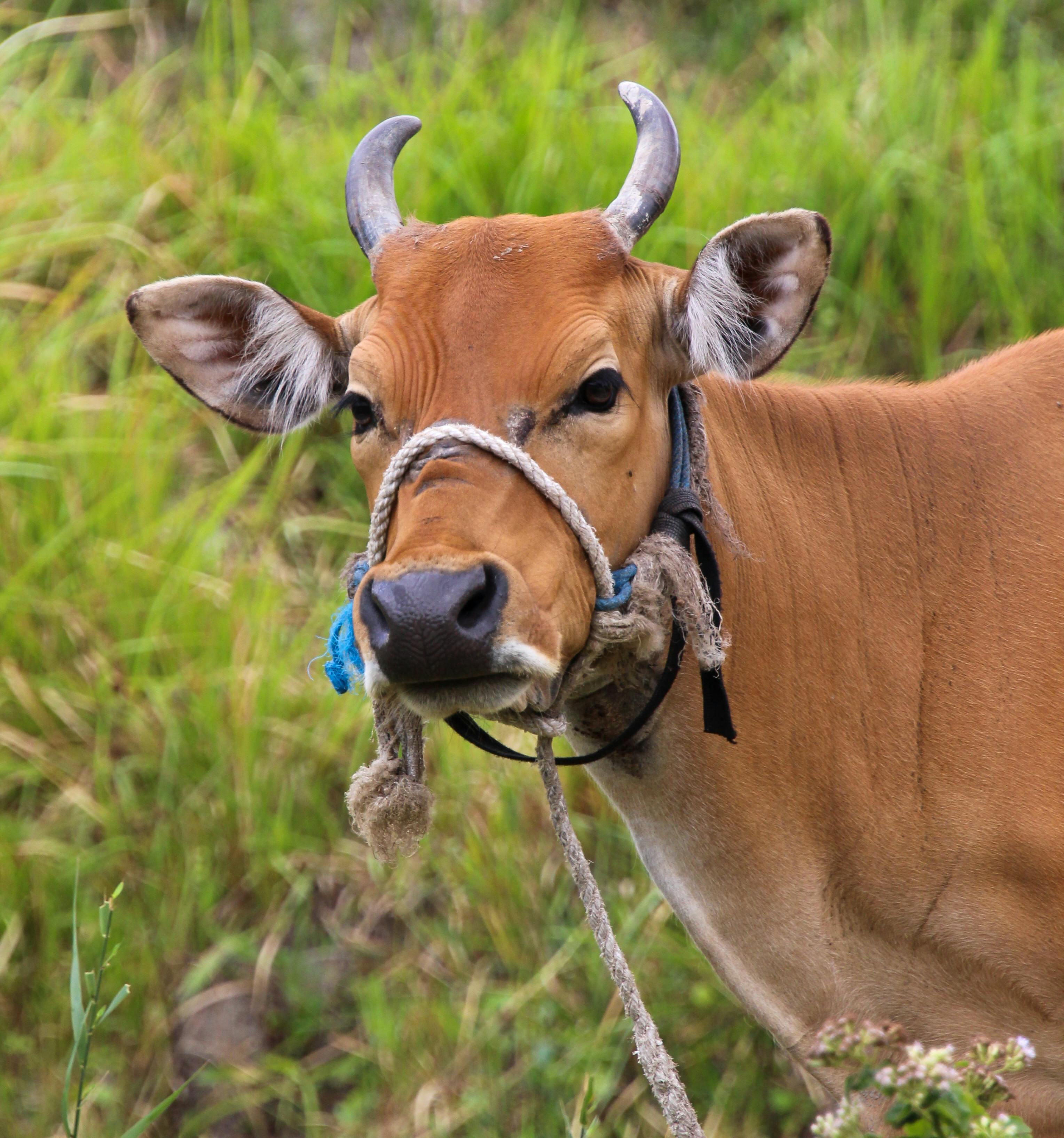 27.583+ Fotos y Imágenes de Bokep+big+bos Gratis · Banco de Fotos Gratis