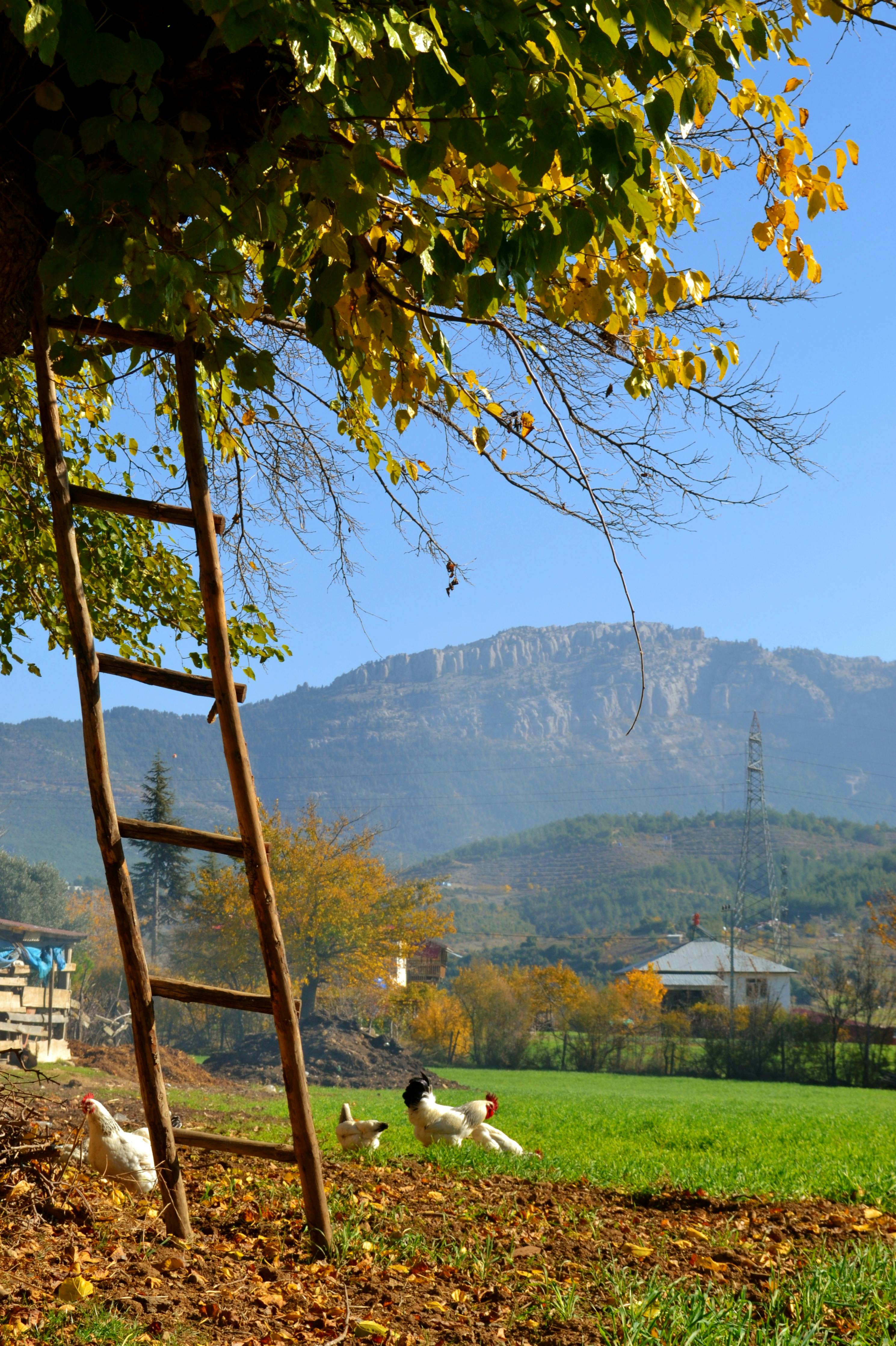 46.389+ Fotos y Imágenes de Frames+chicken Gratis · Banco de Fotos Gratis