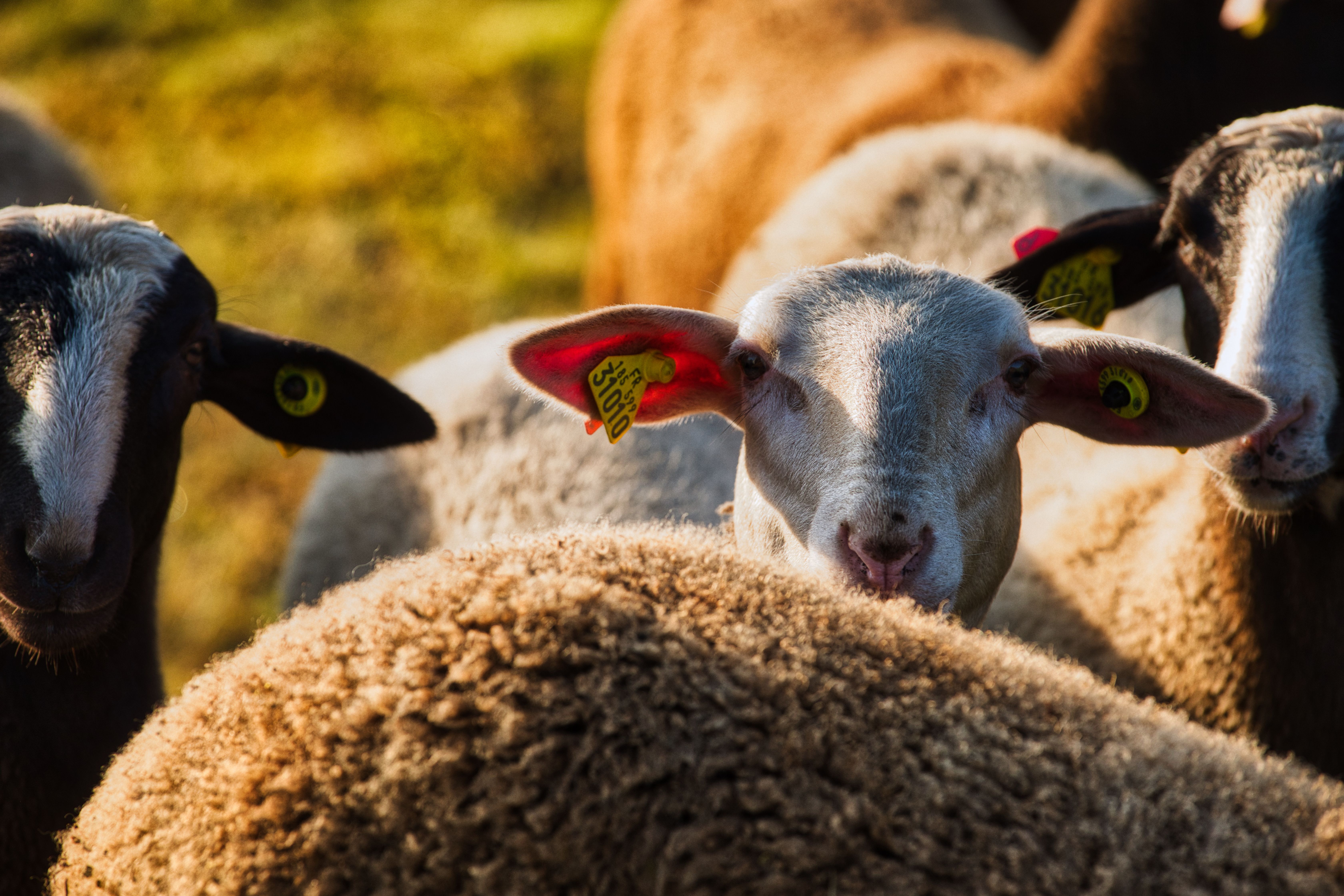Close-up of Sheep in a Rural French Pasture · Free Stock Photo