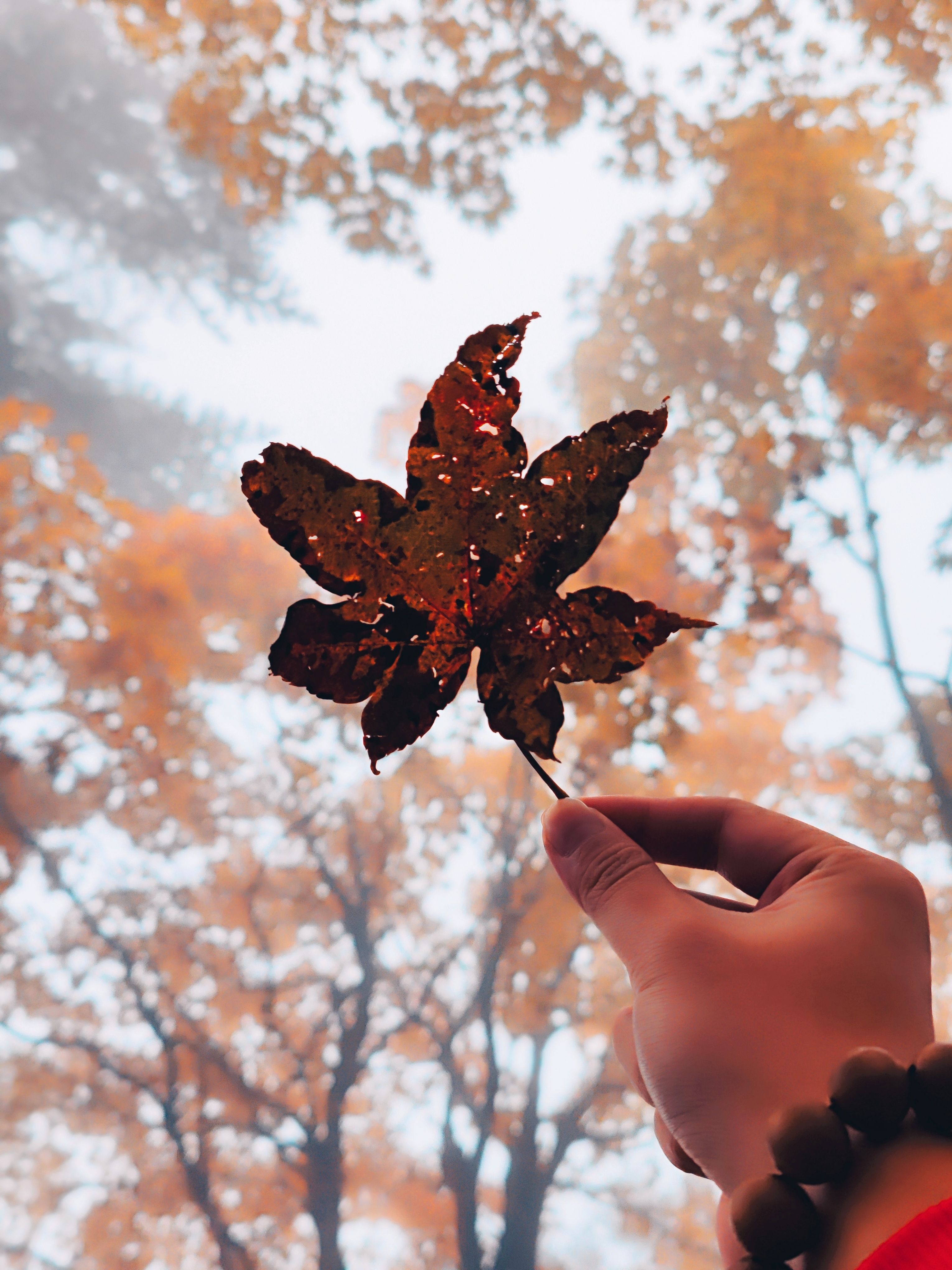 Close-up of Hand Holding Autumn Maple Leaf · Free Stock Photo