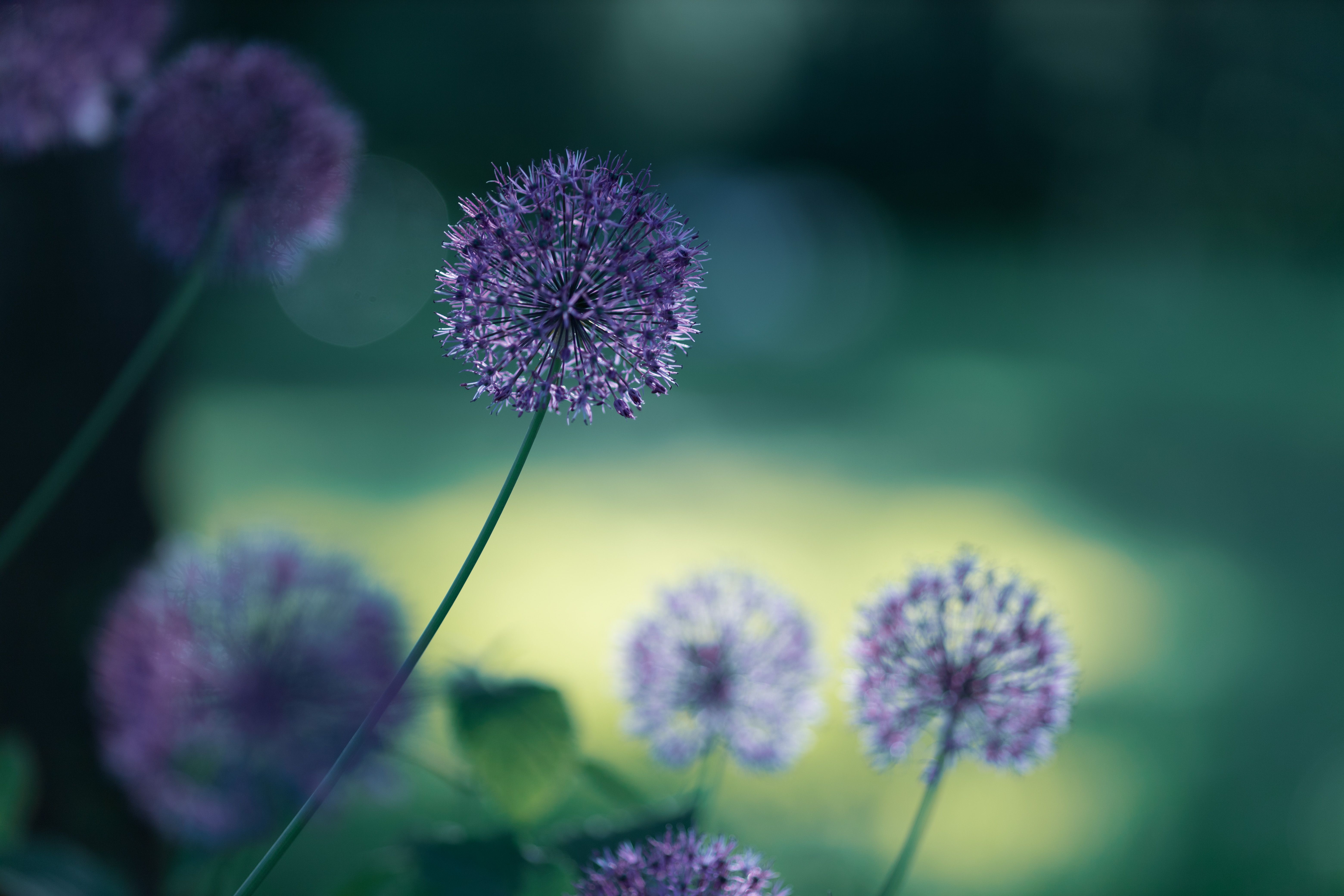 Purple Lineage Photos, Download The BEST Free Purple Lineage Stock ...