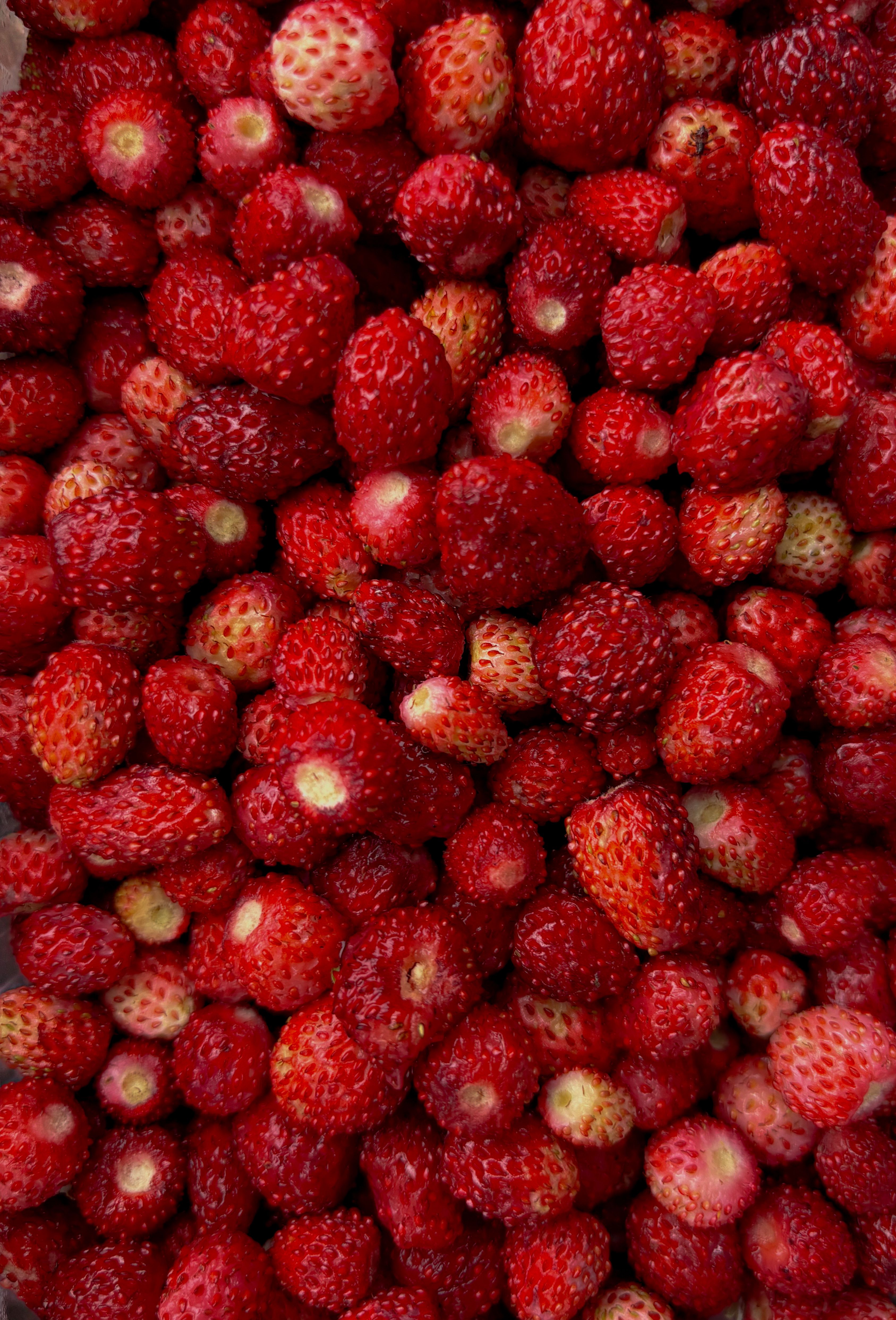 Strawberries Trees Photos, Download The BEST Free Strawberries Trees ...