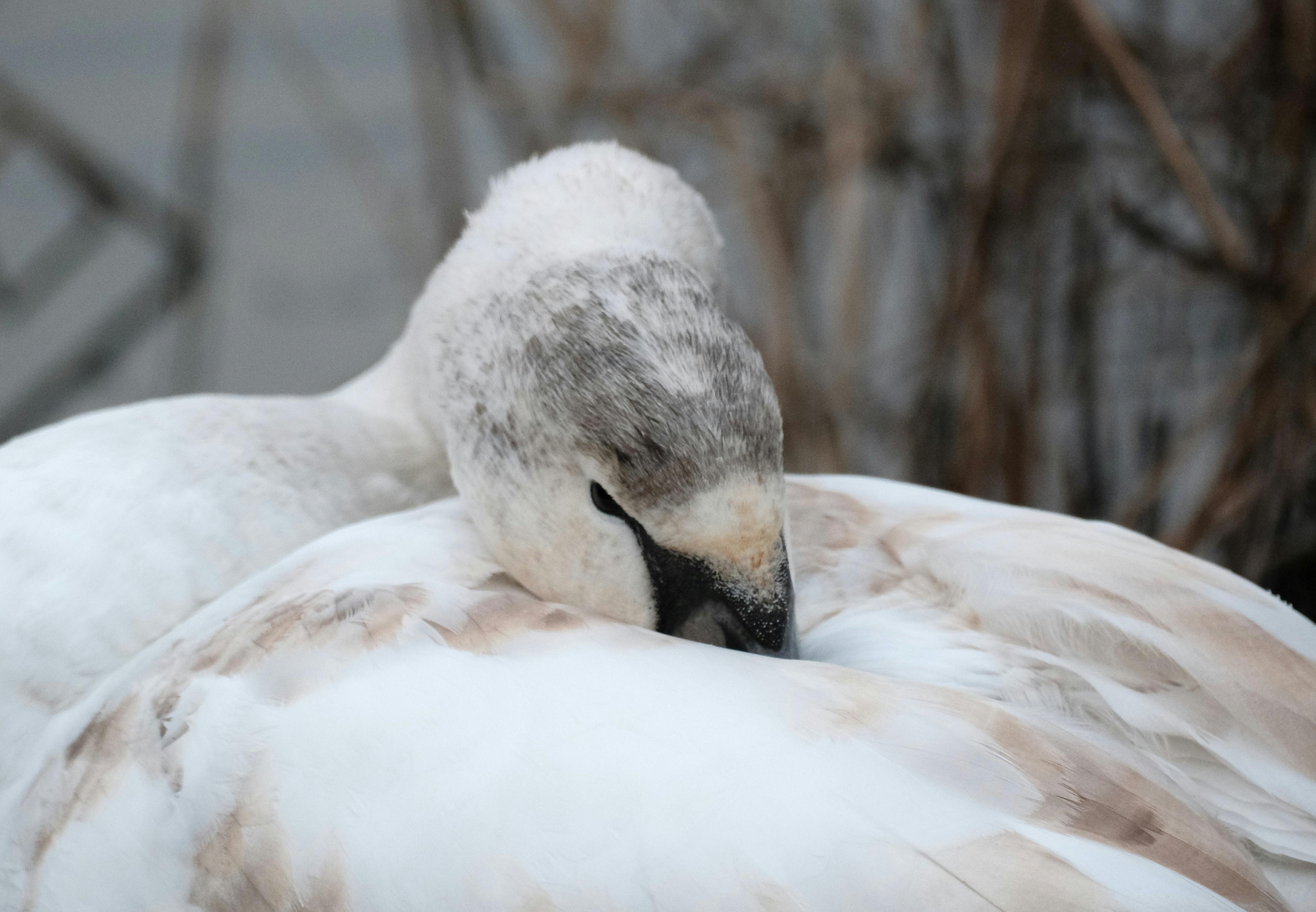 Images Of Sleeping Photos, Download The BEST Free Images Of Sleeping ...