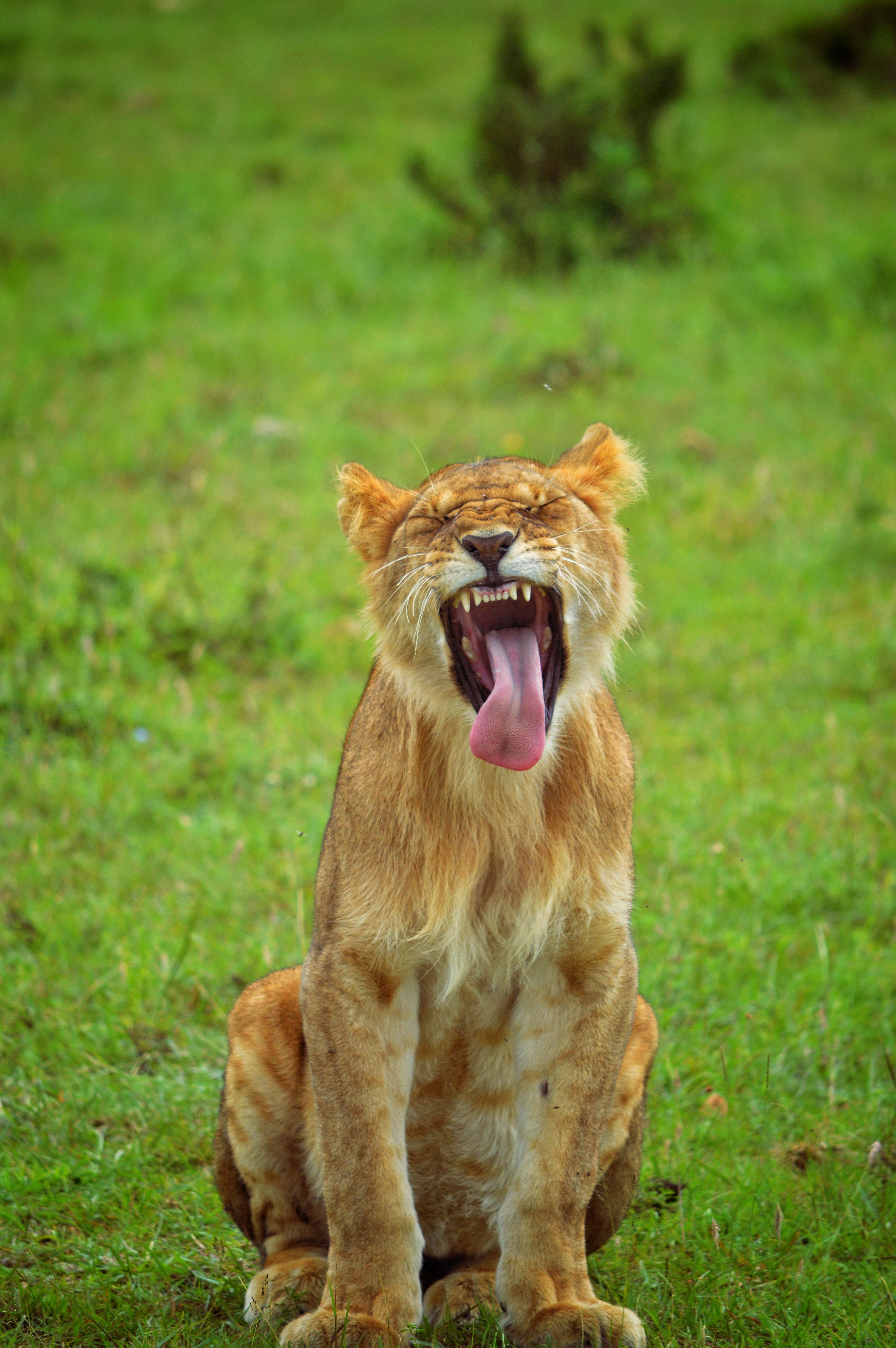 Lion And Lamb Photos, Download The BEST Free Lion And Lamb Stock Photos ...
