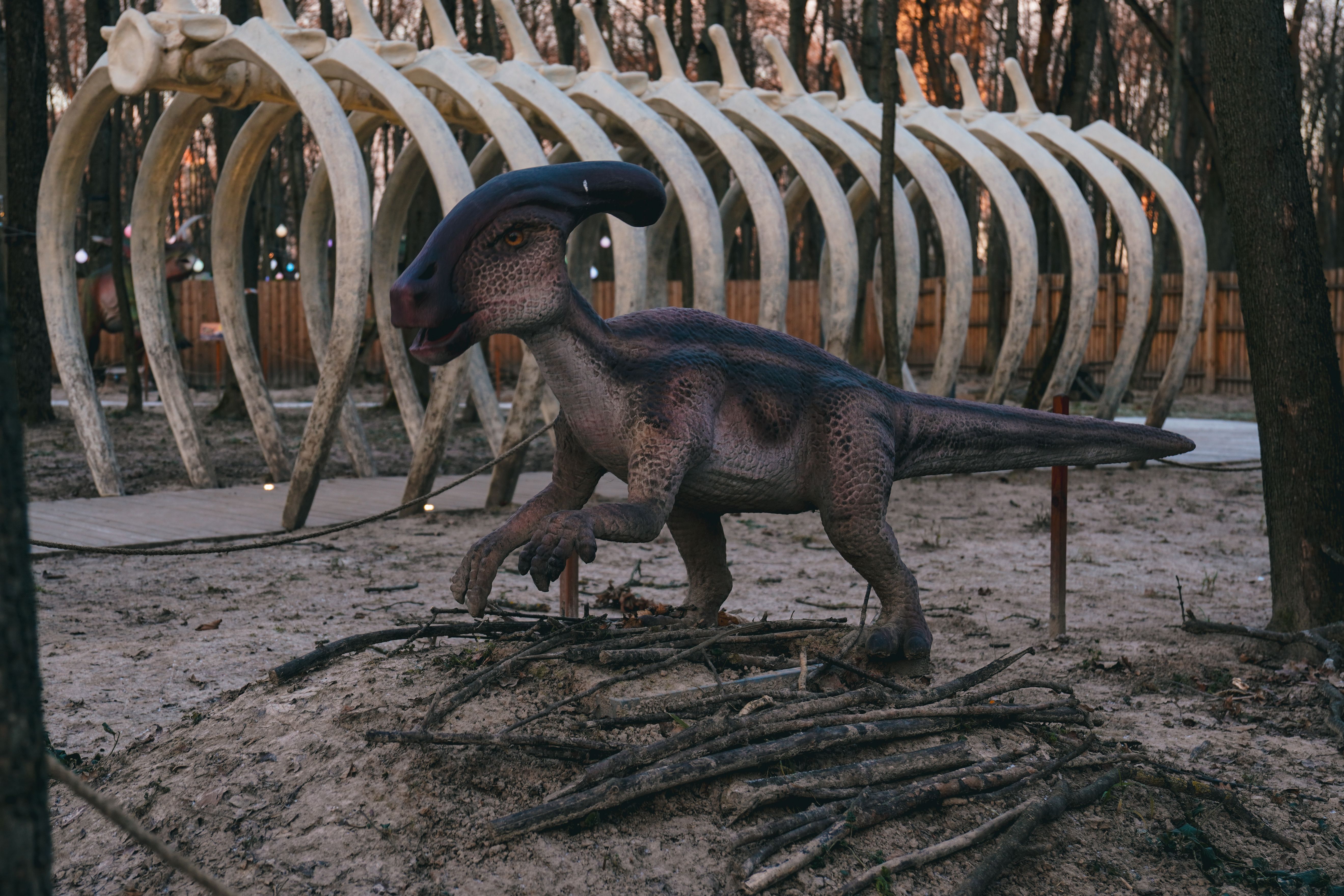 Prehistoric Skeleton Photos, Download The BEST Free Prehistoric ...