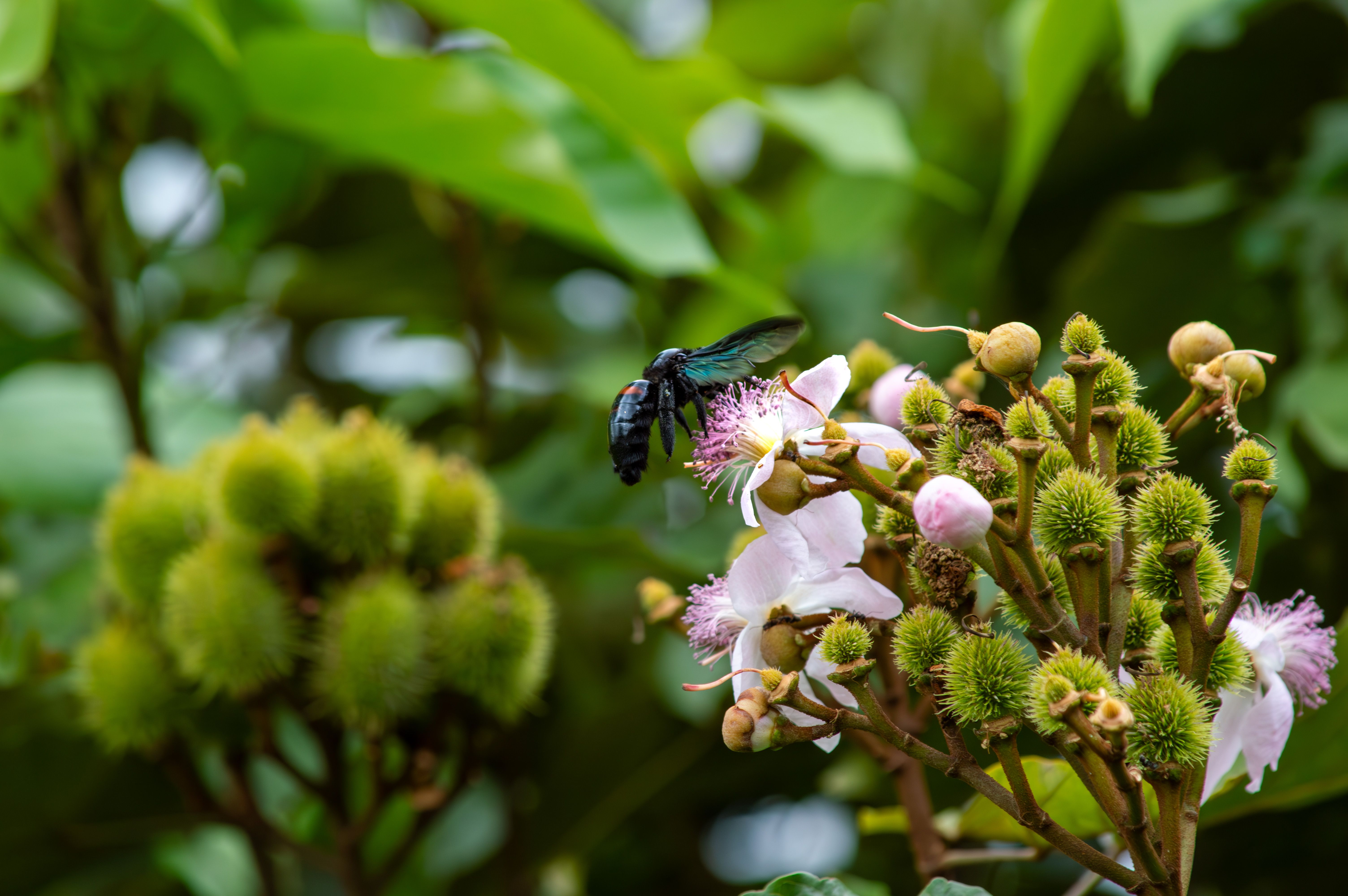Tropical Bee on Annatto Flower in Brazilian Forest · Free Stock Photo